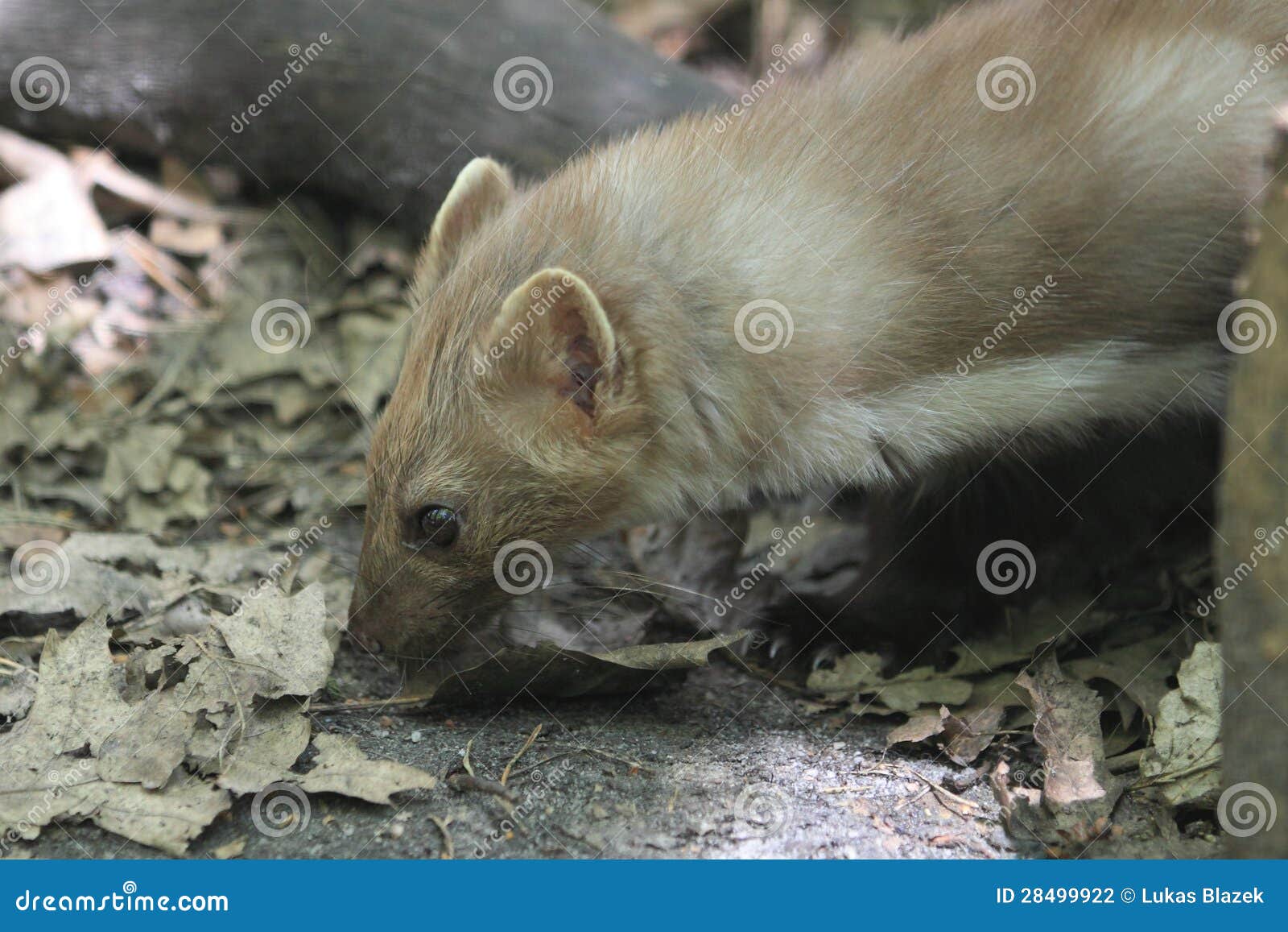 De marter van de beuk stock foto. Image of grond, dier - 28499922