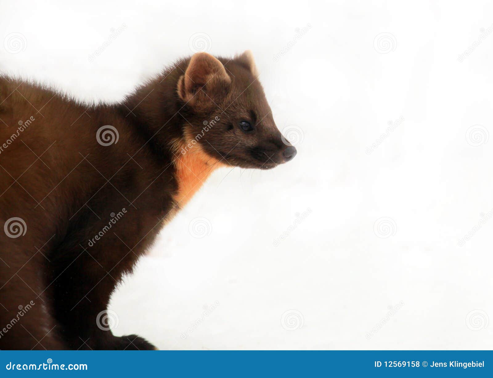 De marter van de pijnboom stock foto. Image of naaldboom - 12569158