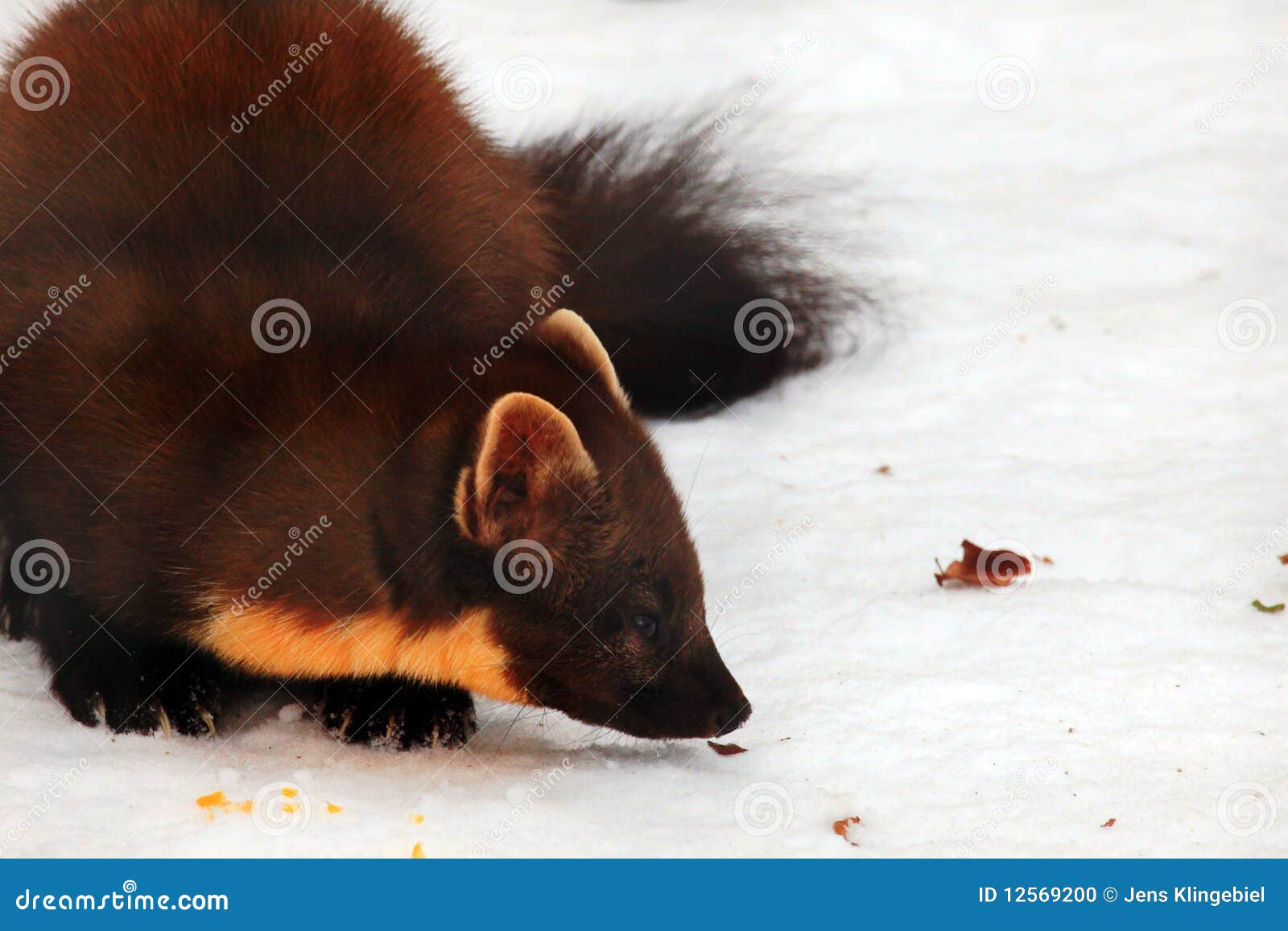 De marter van de pijnboom stock foto. Image of spel, pijnboom - 12569200