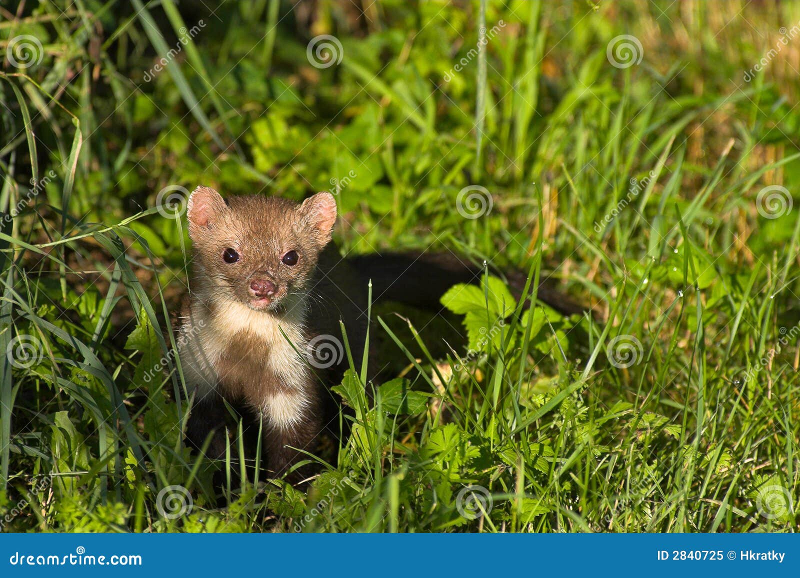 De marter van de steen stock afbeelding. Image of marter - 2840725