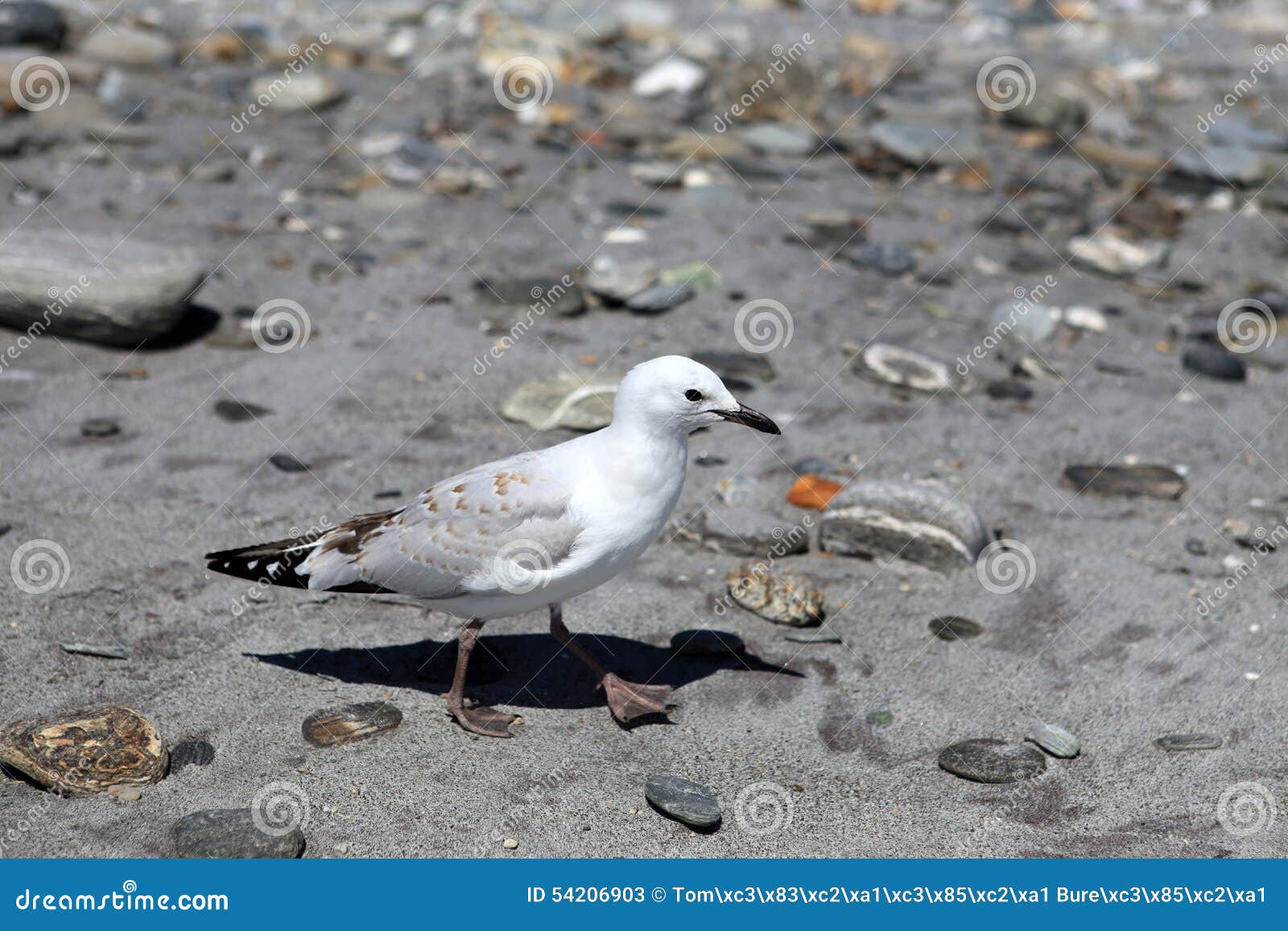 De Meeuw van Nieuw Zeeland stock afbeelding. Image of dier - 54206903