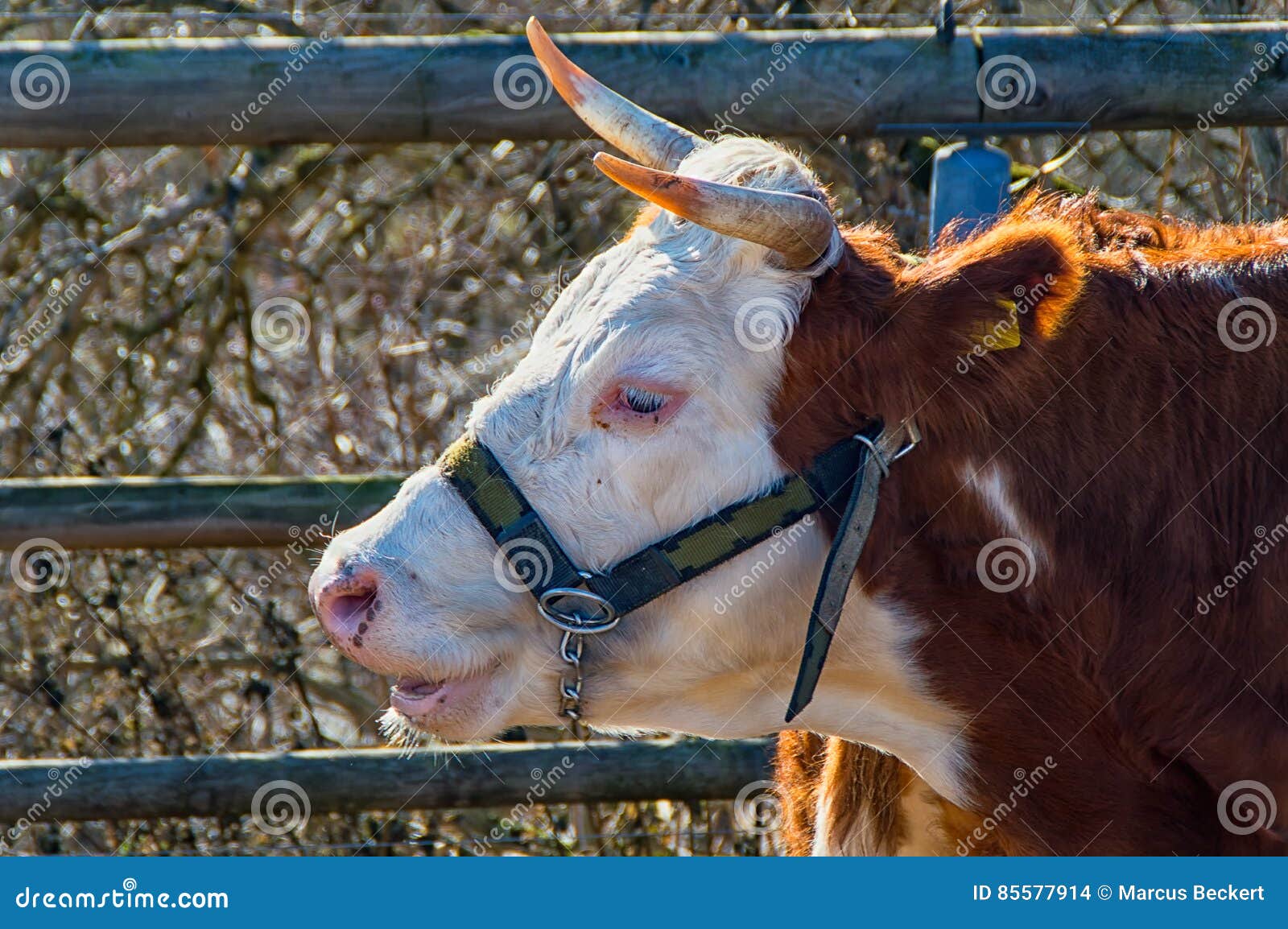 De melkkoe in het profiel stock foto. Image of kaas, zoogdier - 85577914
