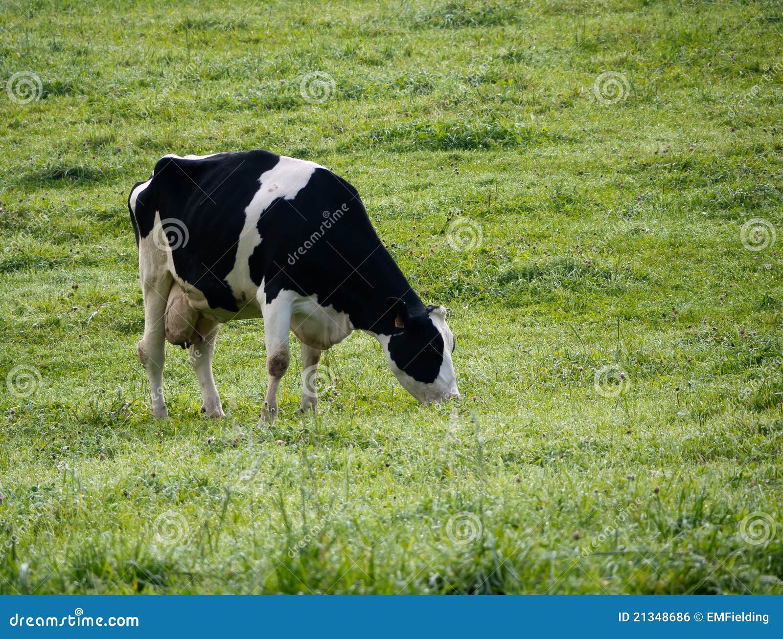 De Melkkoe Van Holstein in Weiland Stock Foto - Image of melk, weide ...