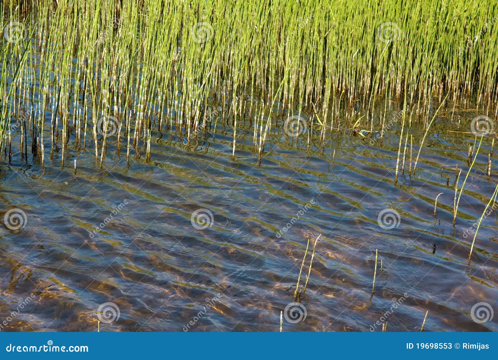De mening van het moeras stock afbeelding. Image of schoonheid - 19698553