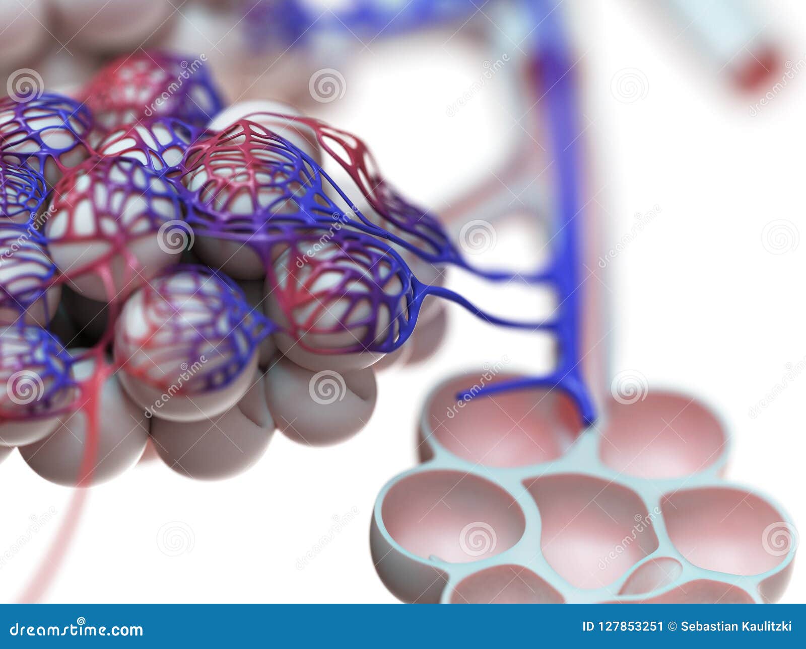 De menselijke alveolen stock illustratie. Illustration of bronchiaal ...
