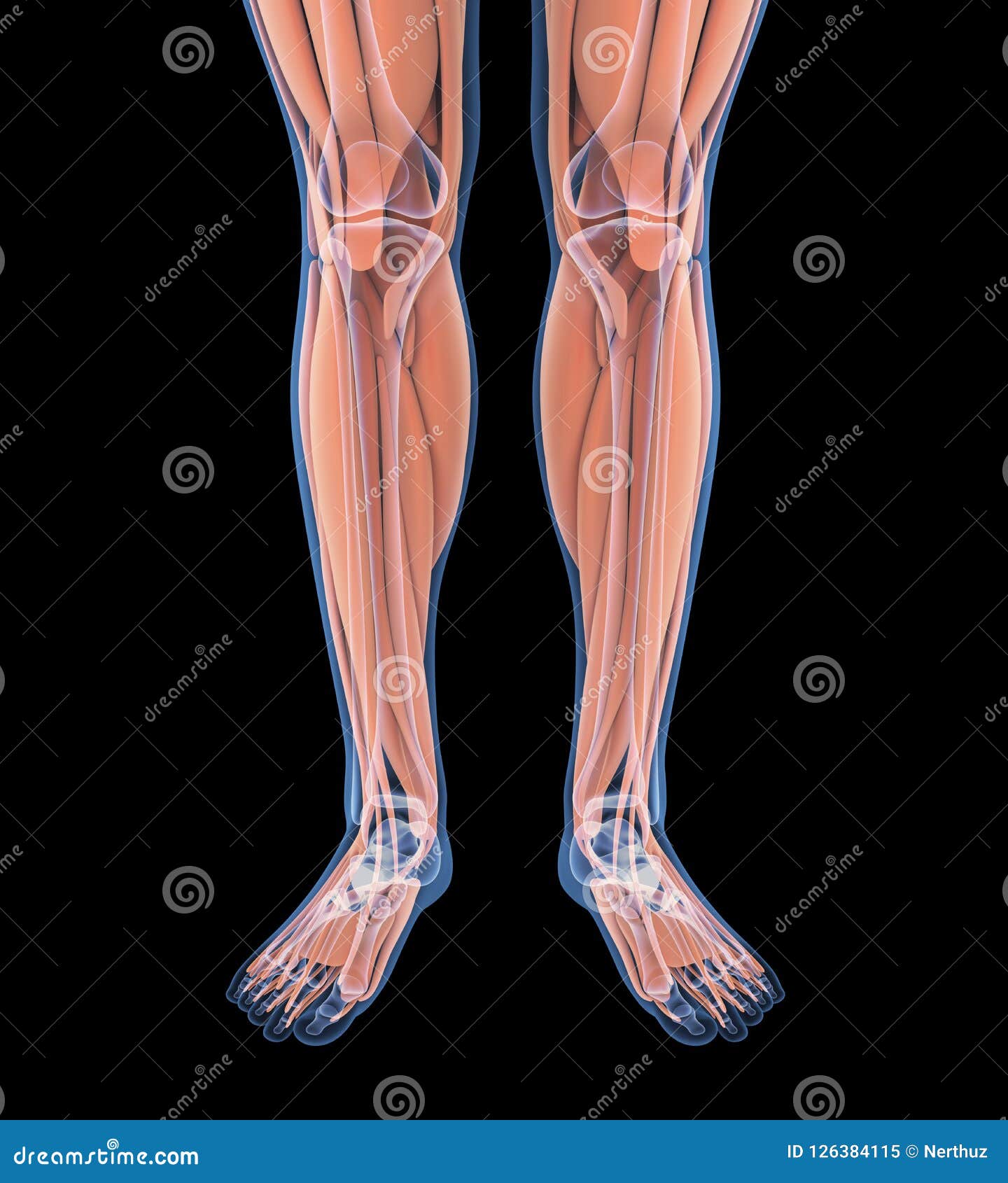 De Menselijke Anatomie Van Beenspieren Stock Illustratie - Illustration ...