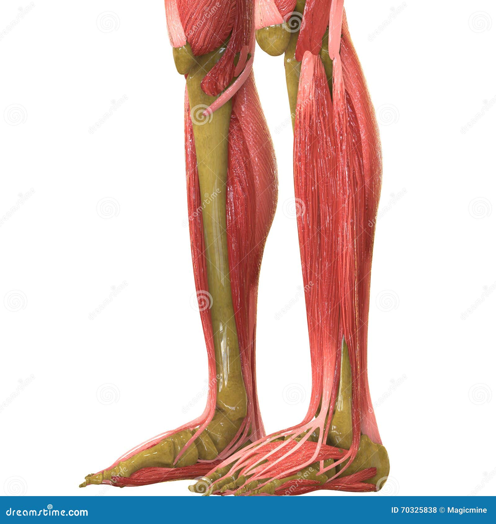 De Menselijke Anatomie Van Het Spierlichaam (Benen) Stock Illustratie ...