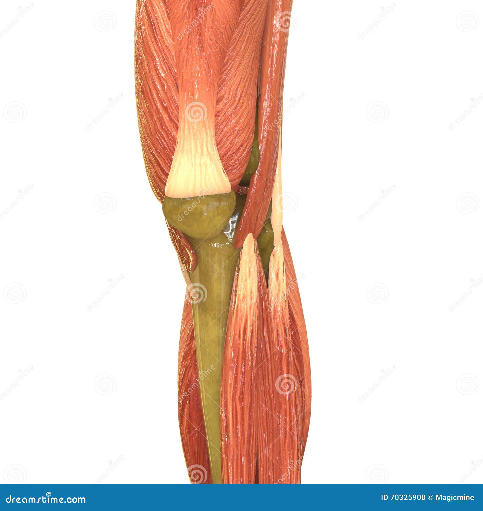 De Menselijke Anatomie Van Het Spierlichaam (Benen) Stock Illustratie ...