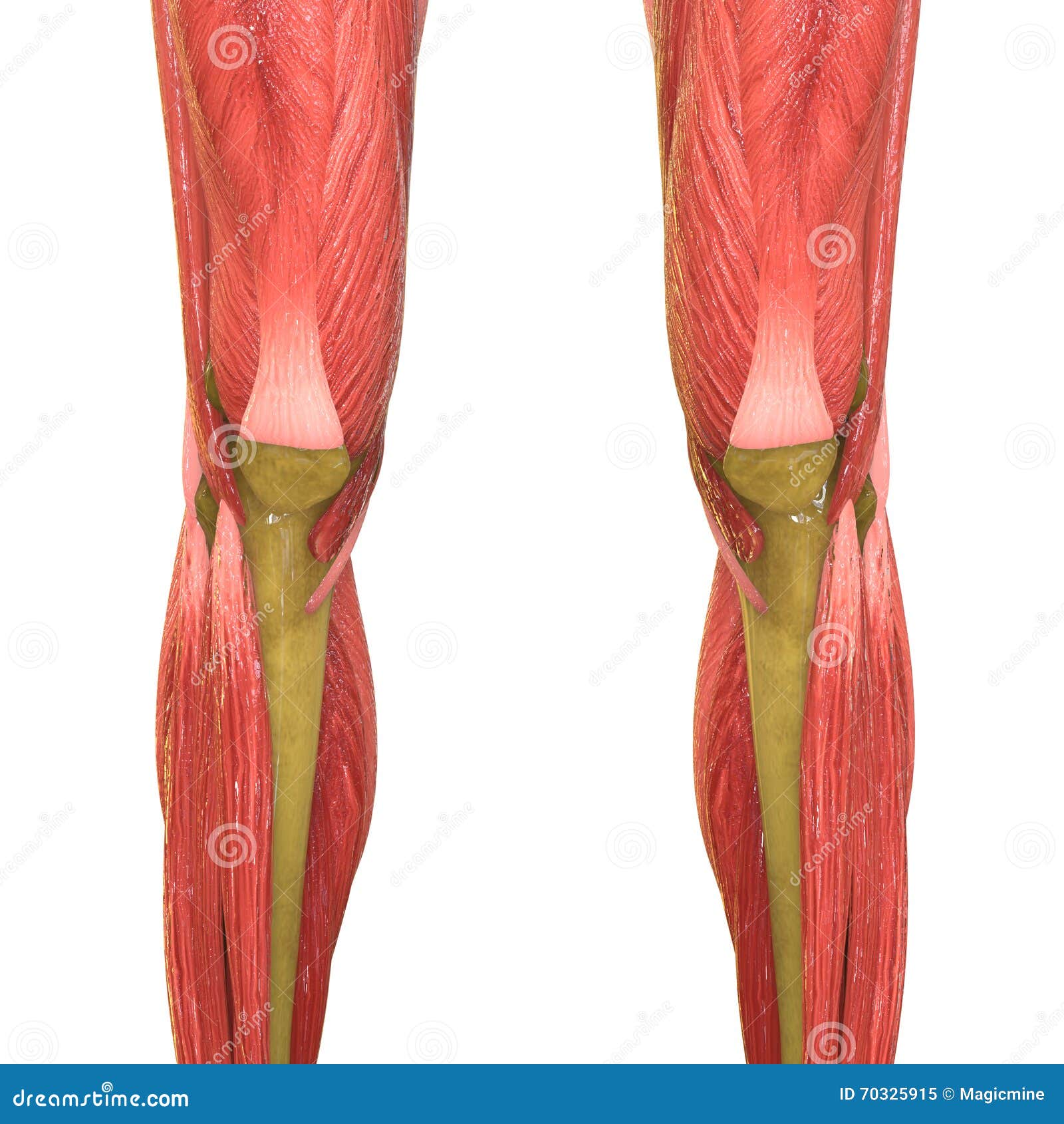 De Menselijke Anatomie Van Het Spierlichaam (Benen) Stock Illustratie ...