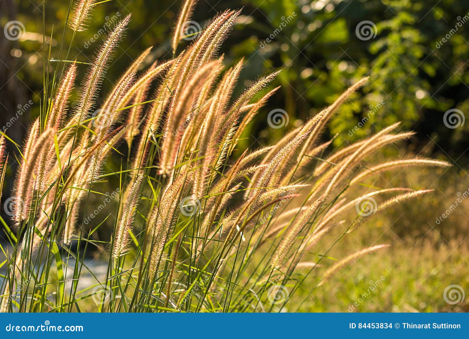 De Menselijke Grote Neus Van Het Steenstandbeeld Stock Foto - Image of ...
