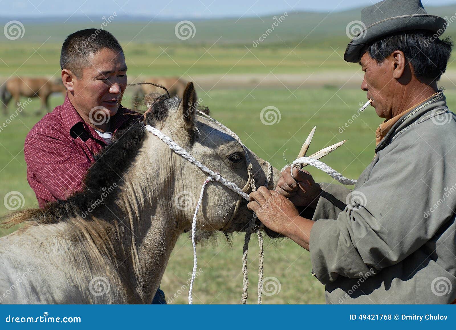 De Mensen Werken Met Veulen, Circa Harhorin, Mongolië Redactionele ...