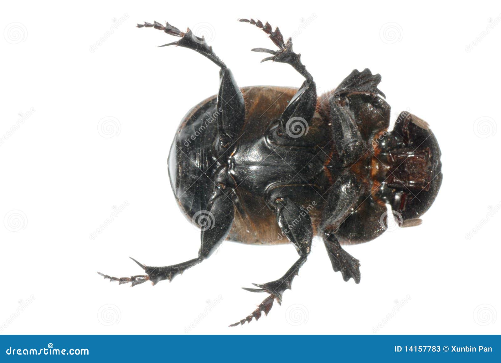 De Mestkever Van Het Insect Stock Afbeelding - Image of benen, tuin ...