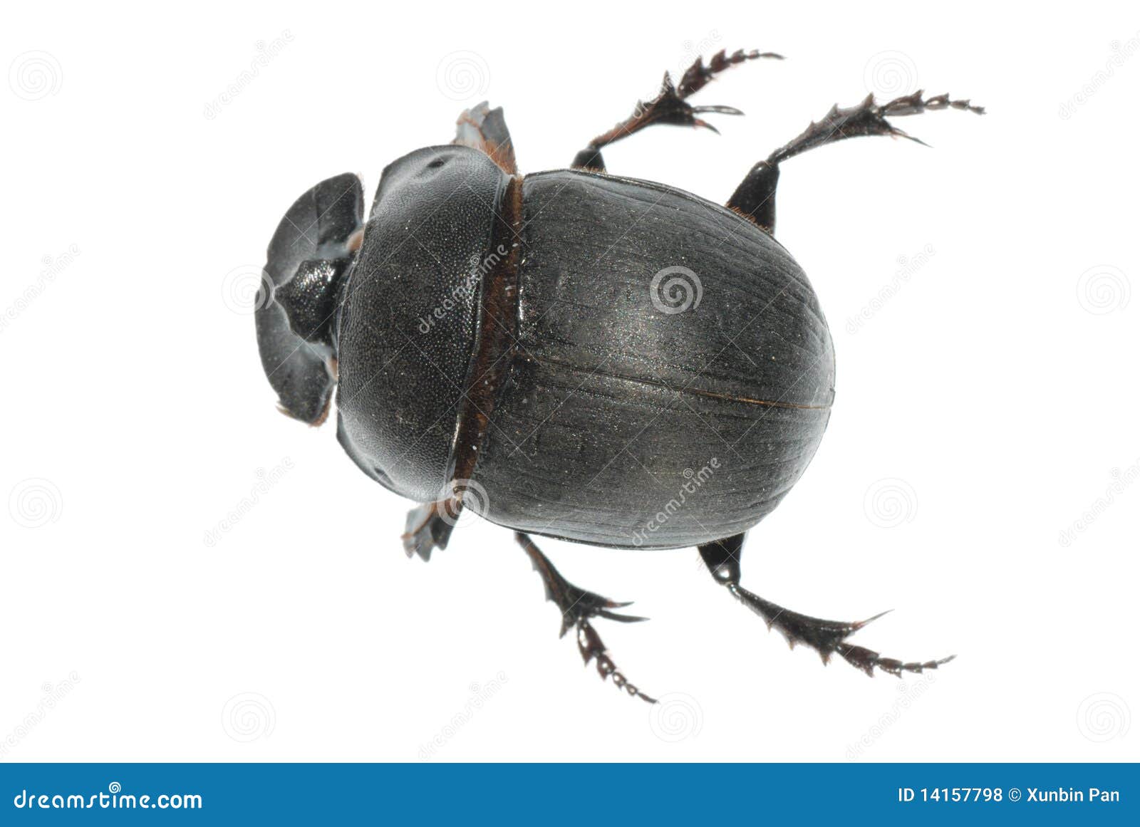 De Mestkever Van Het Insect Stock Foto - Image of geleedpotige, macro ...