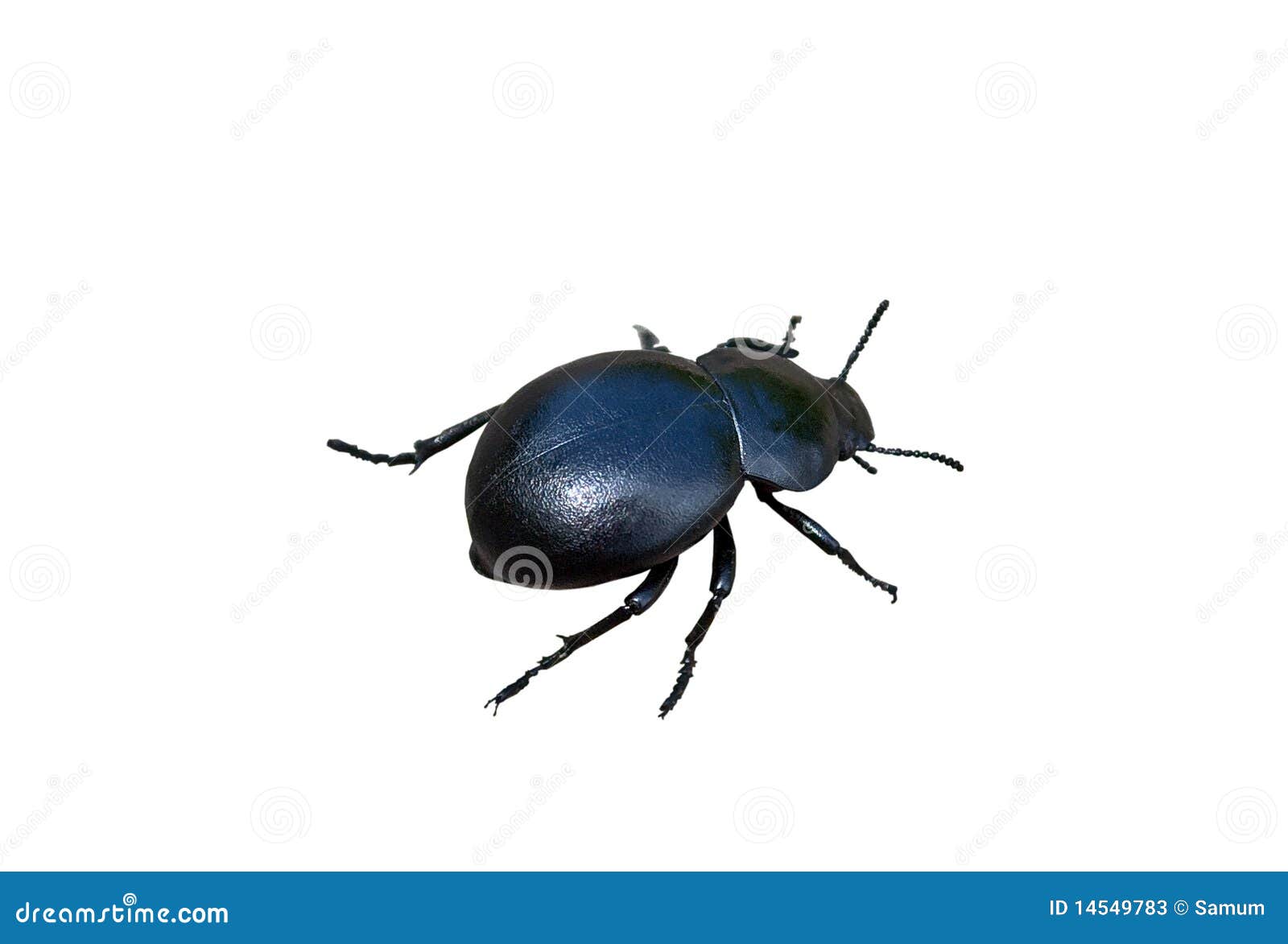 De Mestkever Van Het Insect Stock Afbeelding - Image of biodiversiteit ...