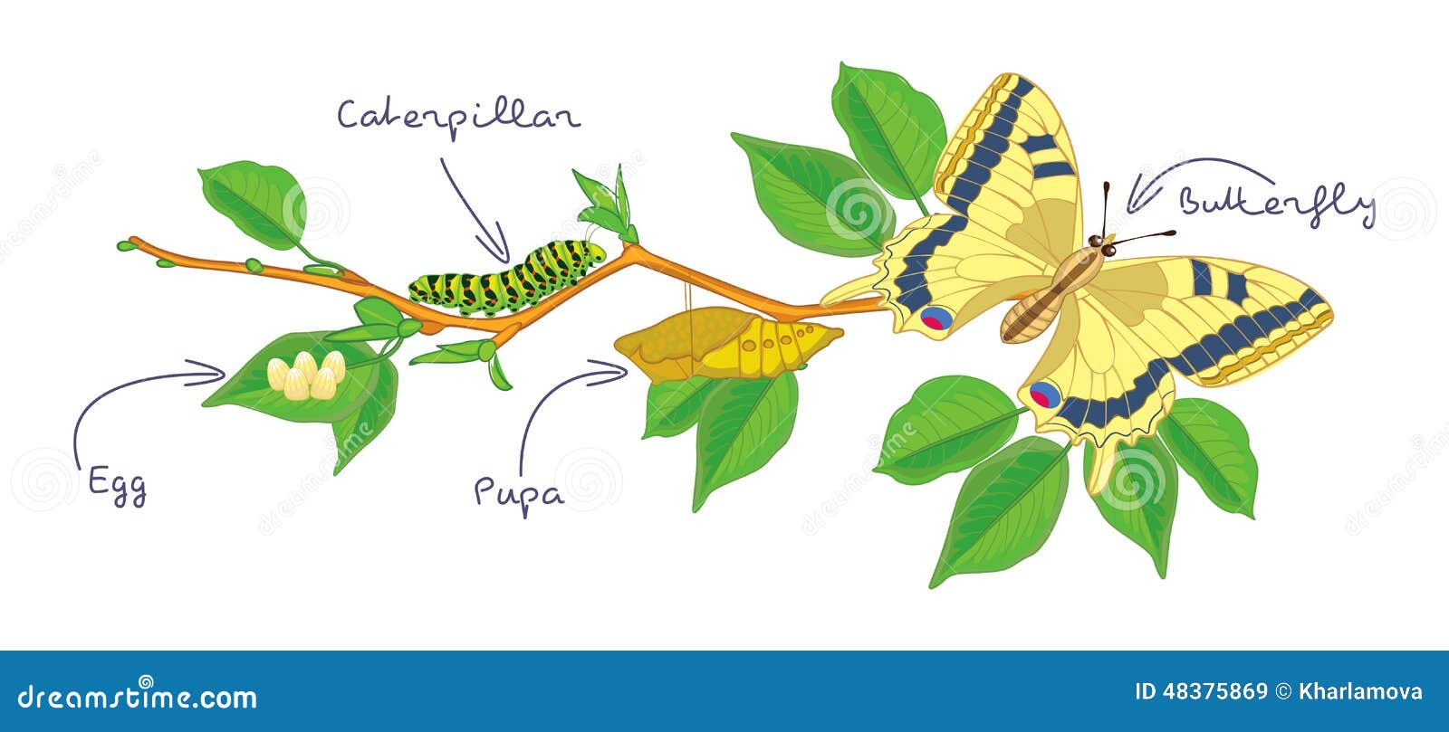 De Metamorfose Van De Vlinder Het Levenscyclus Vector Illustratie ...