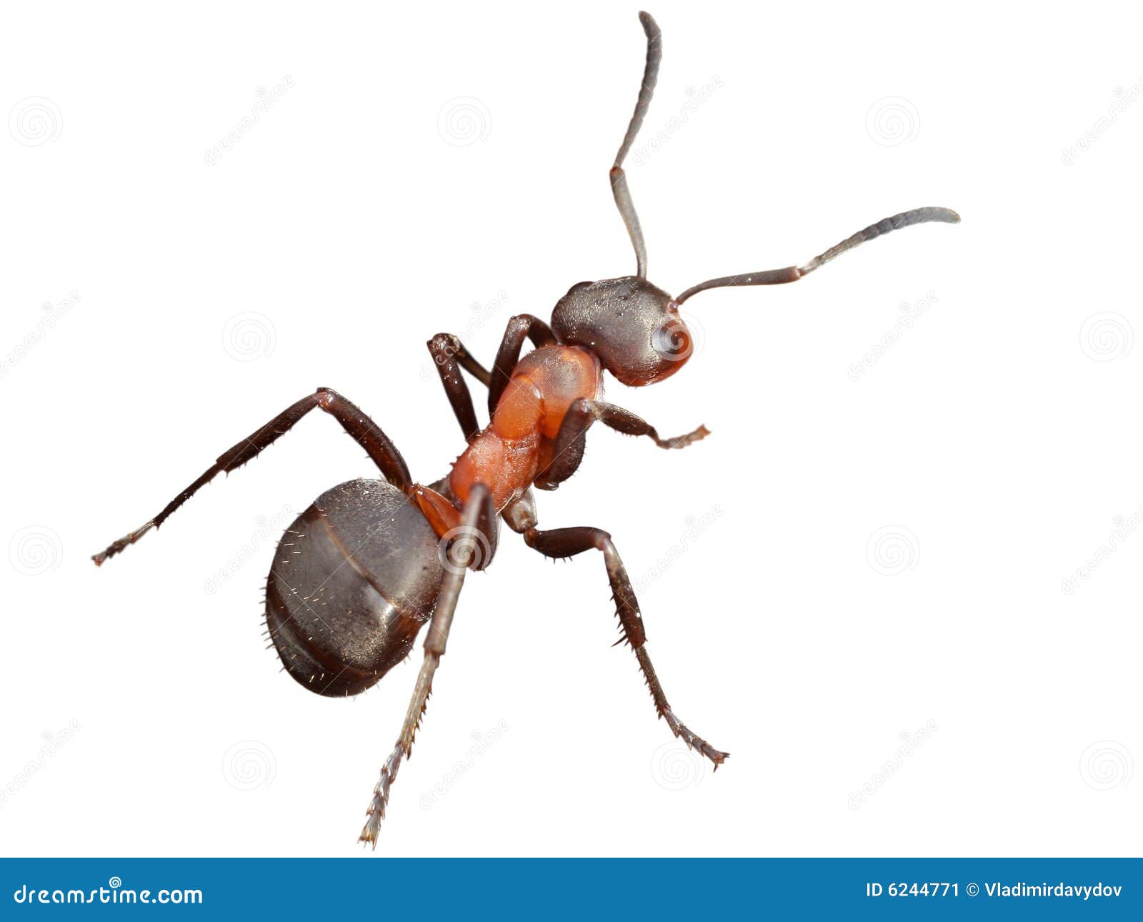 De mier stock afbeelding. Image of macro, wild, sluit - 6244771