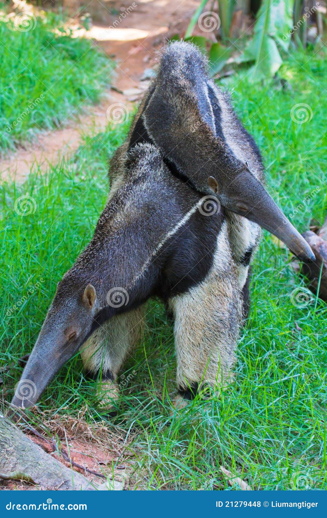De Mier Draagt (miereneter) Familie Stock Foto - Afbeelding bestaande ...