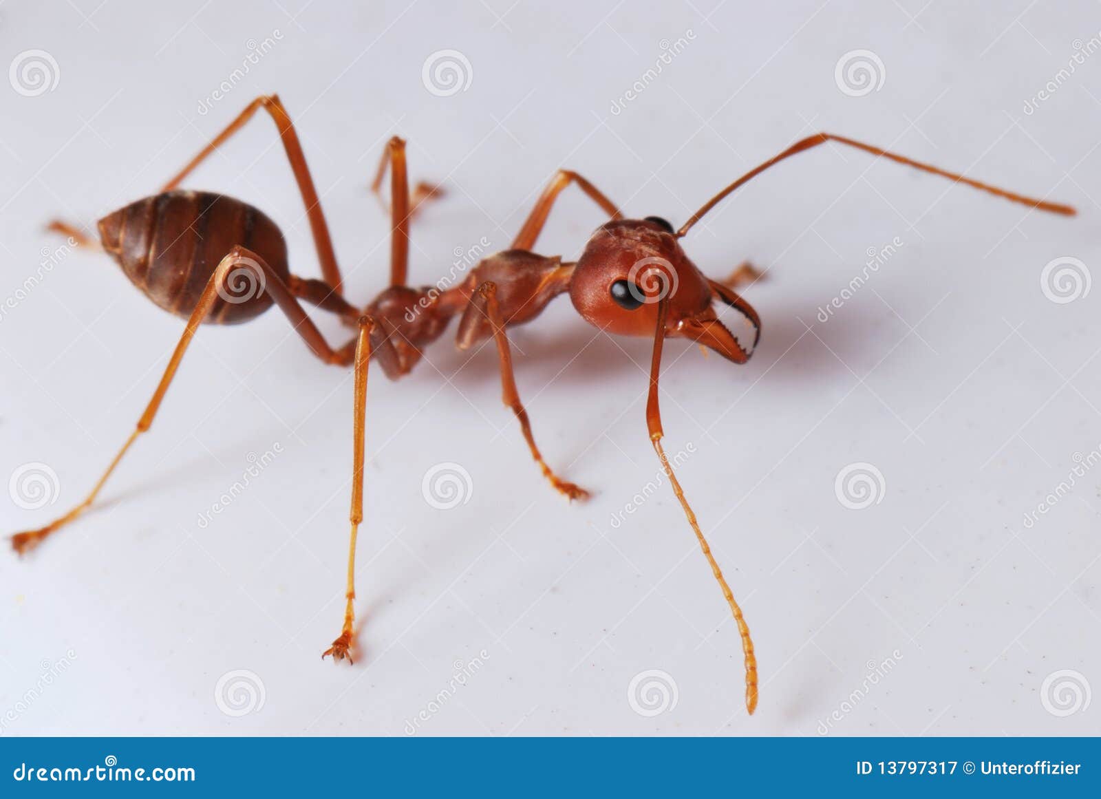 De Mier van de arbeider stock afbeelding. Image of voelers - 13797317