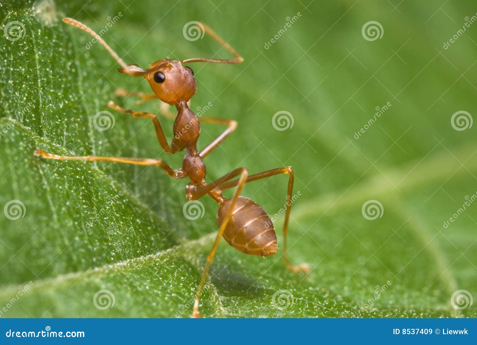 De Mier van de wever stock afbeelding. Image of antenne - 8537409