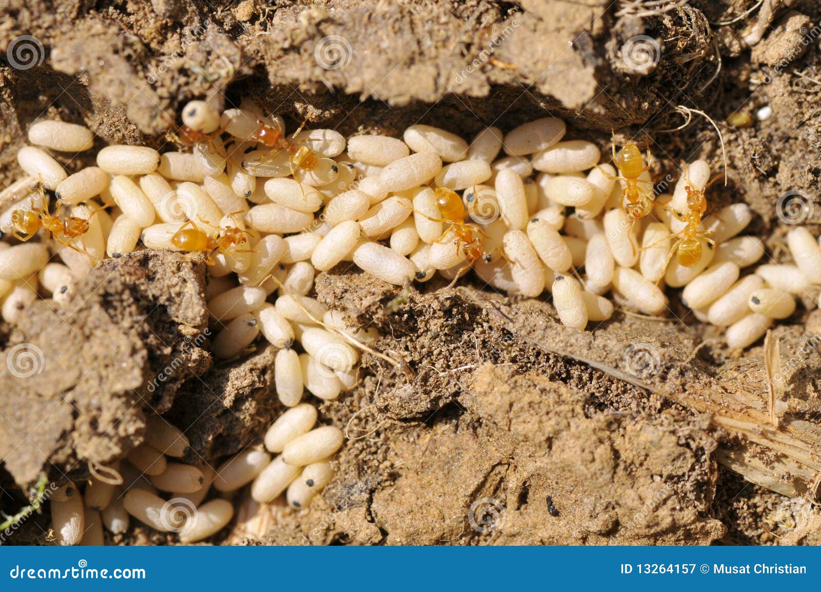 De Mieren En De Eieren Van De Close-up Stock Afbeelding - Image of ...