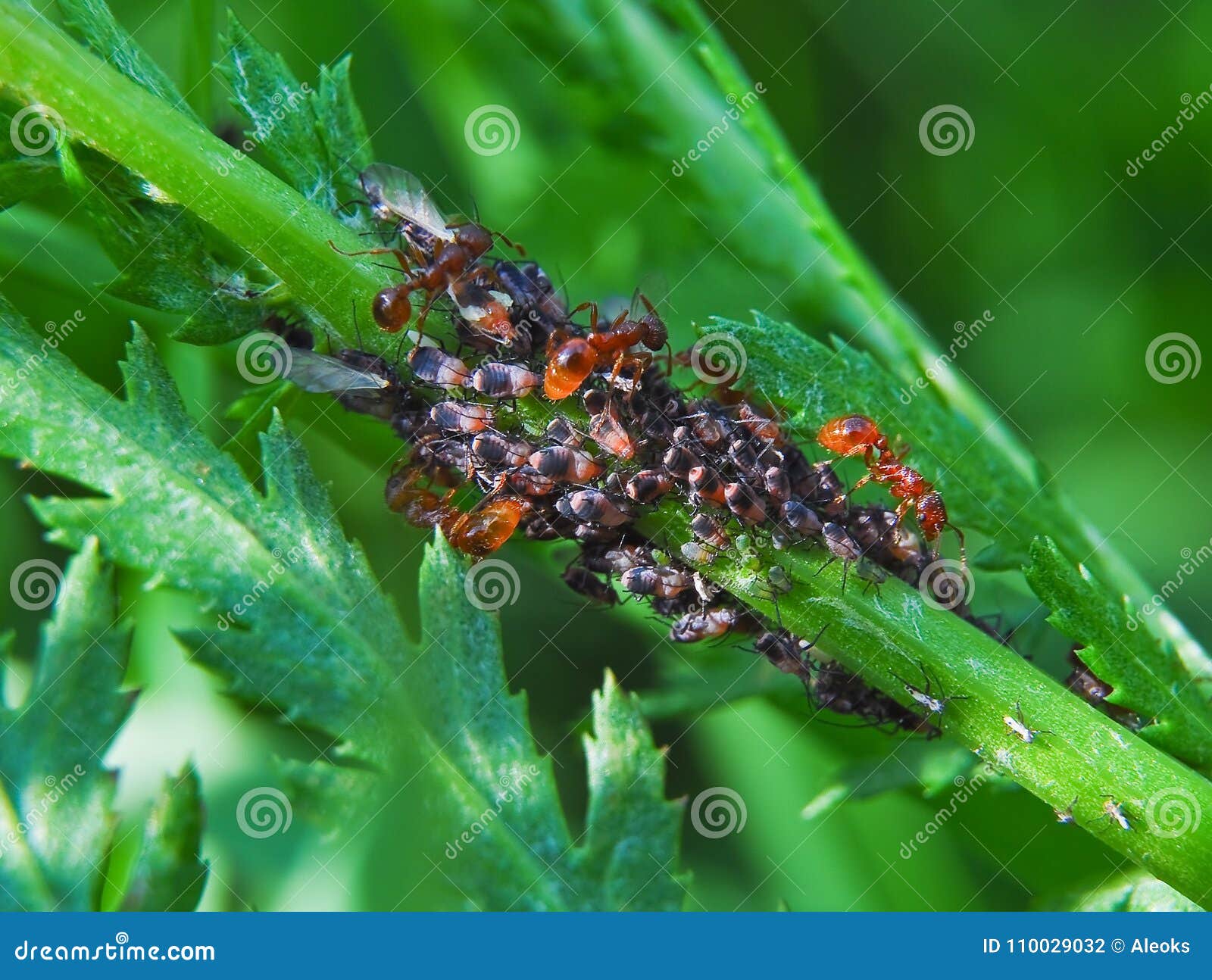 De Mieren Verzamelen Honingdauw Van Aphids Stock Foto - Image of ...