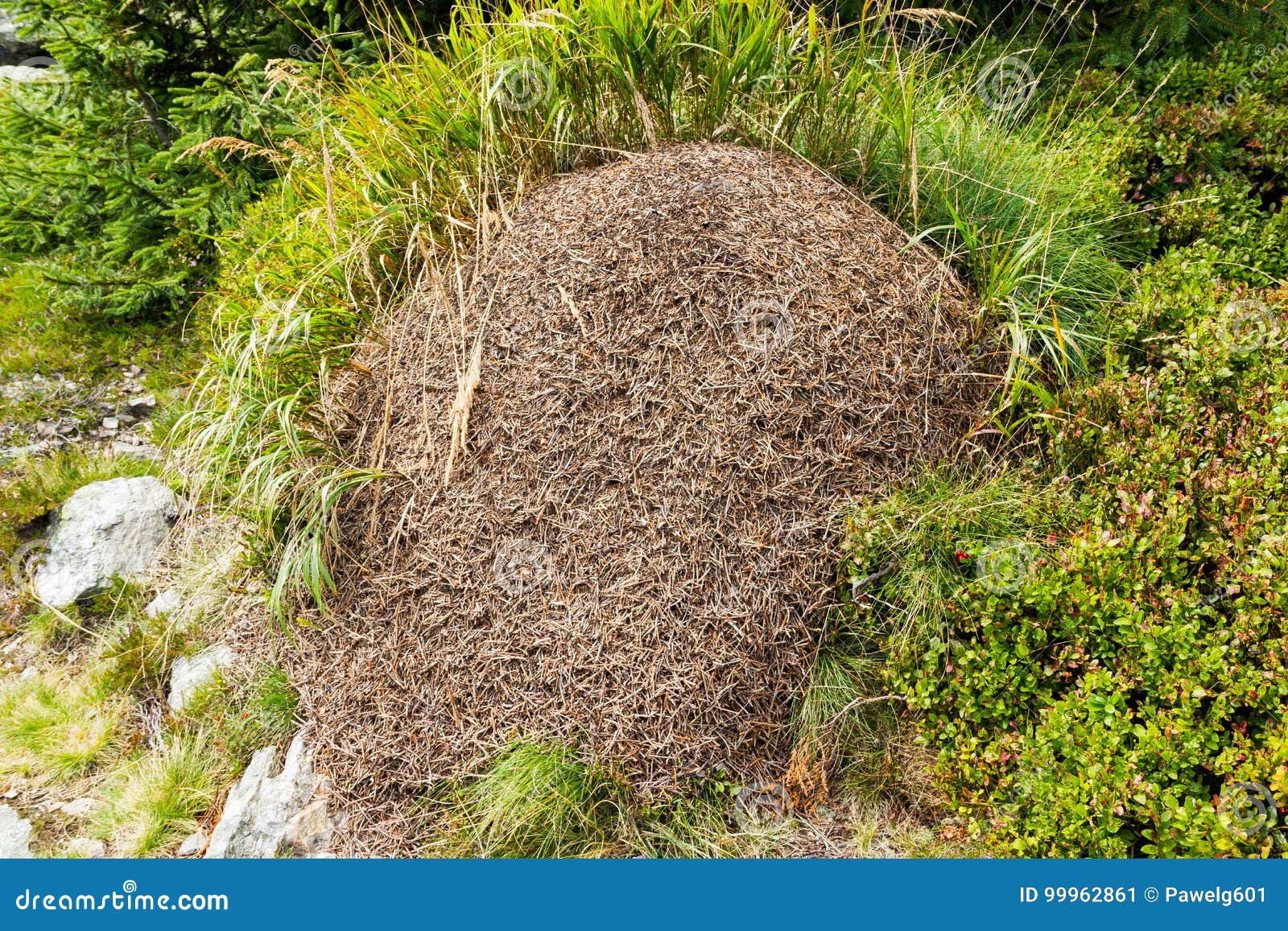 De Mierenhoop stock afbeelding. Image of heuvel, berg - 99962861