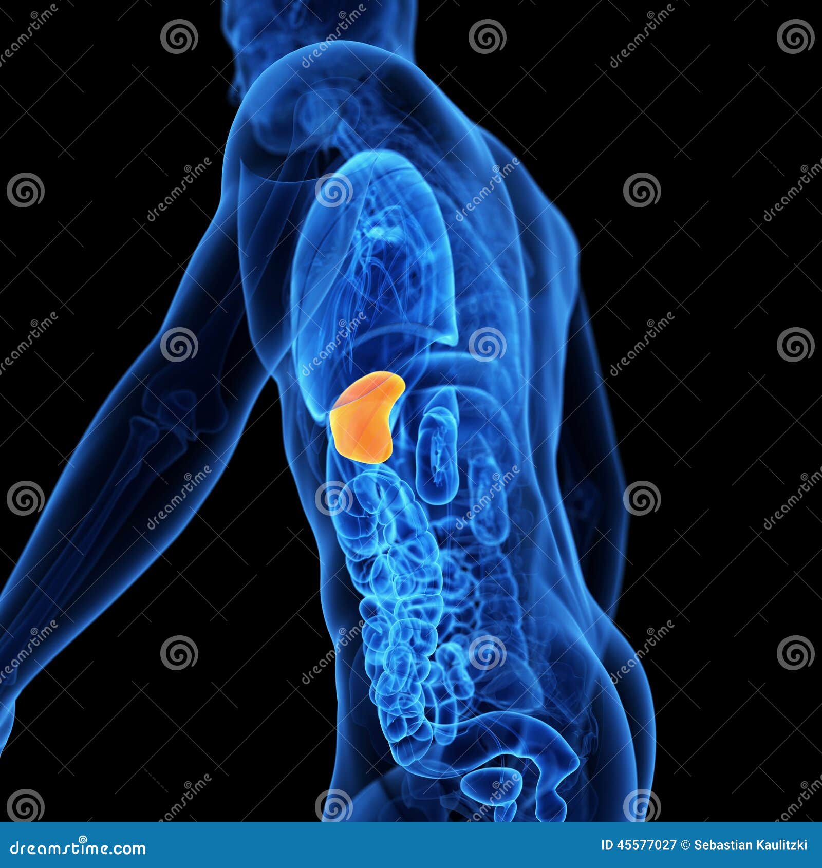 De Milt stock illustratie. Illustration of illustratie - 45577027