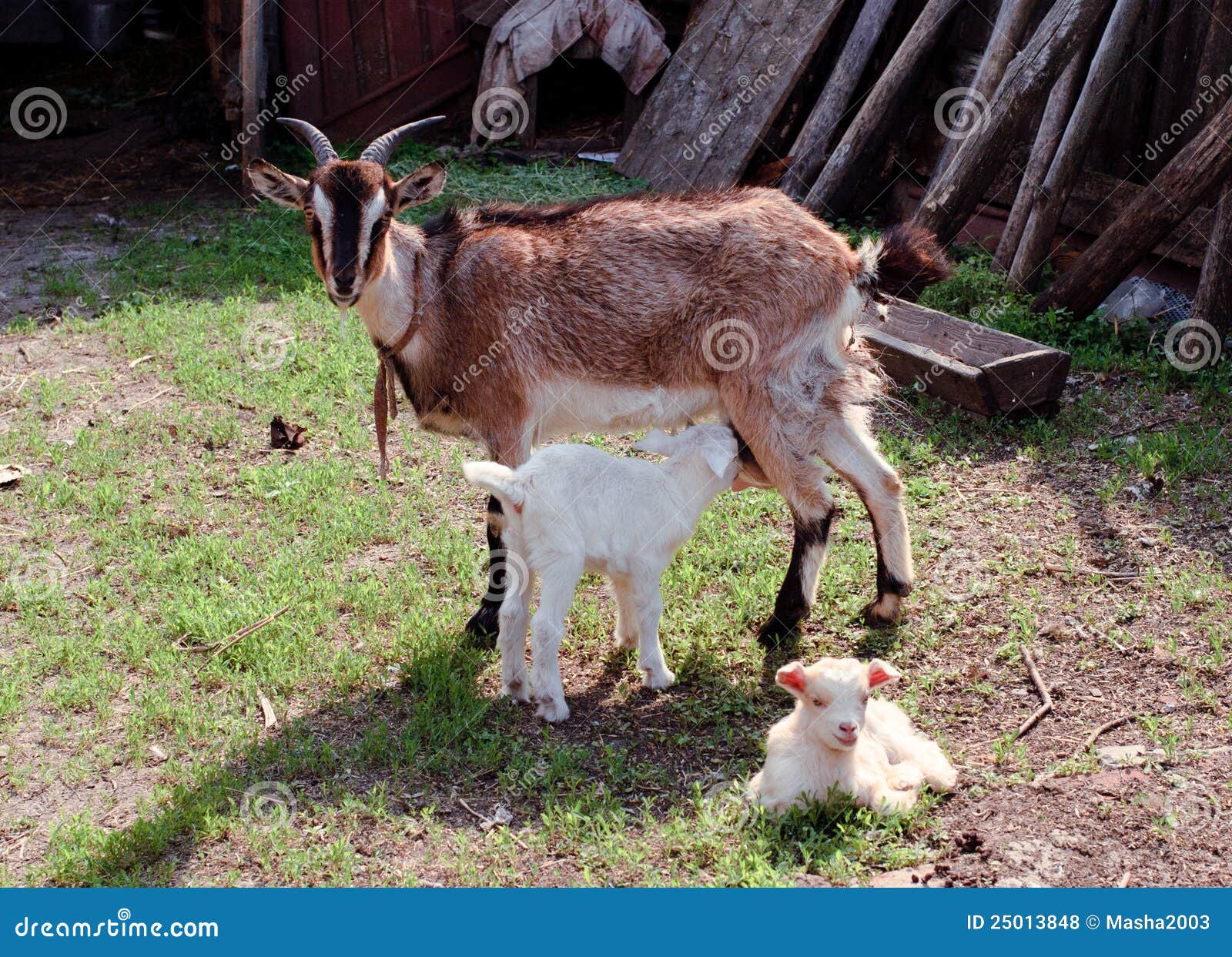 De Moeder En De Baby Van De Geit Stock Foto - Image of kalf, houd: 25013848