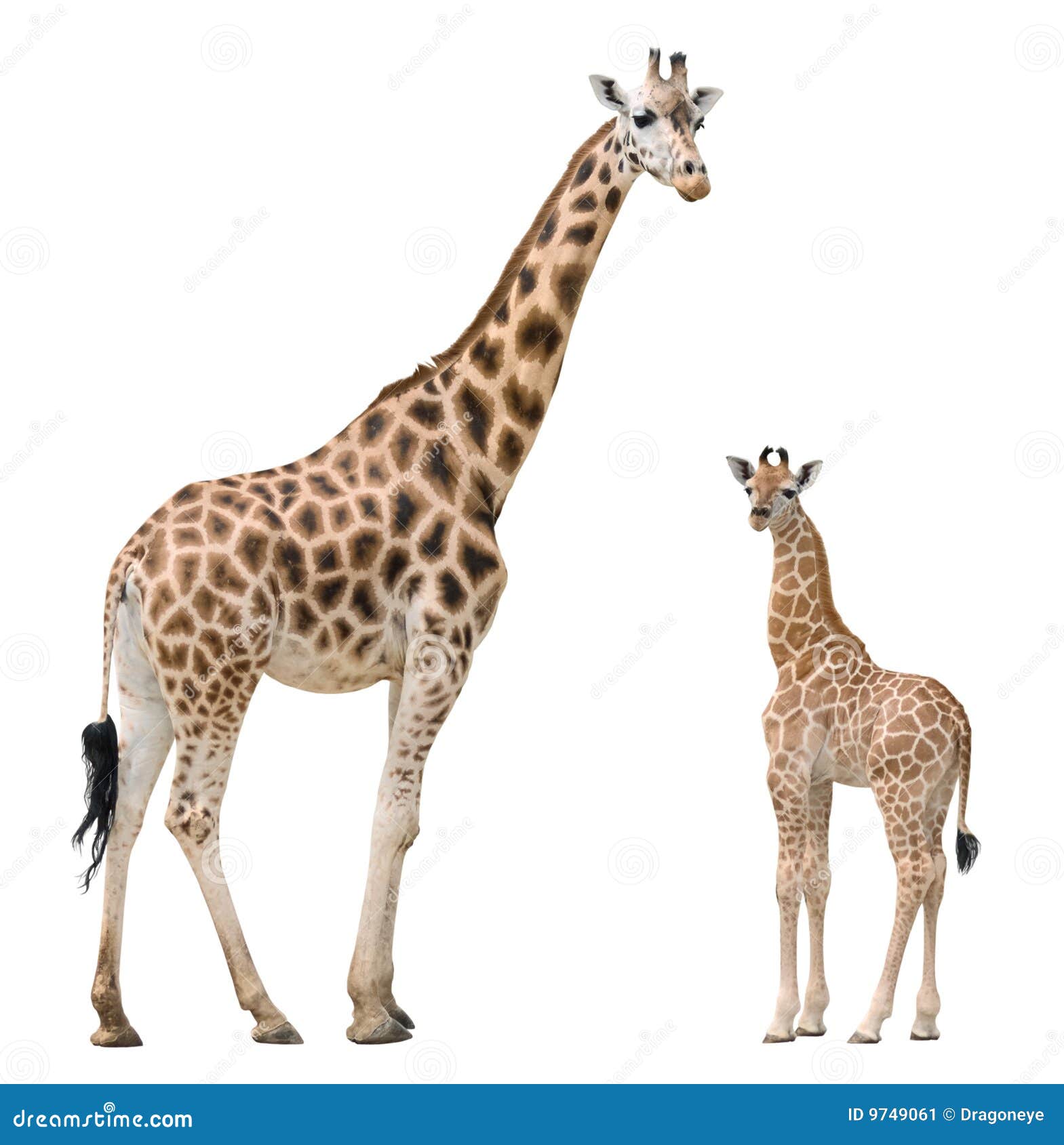 De Moeder En De Baby Van De Giraf Stock Afbeelding - Image of ...