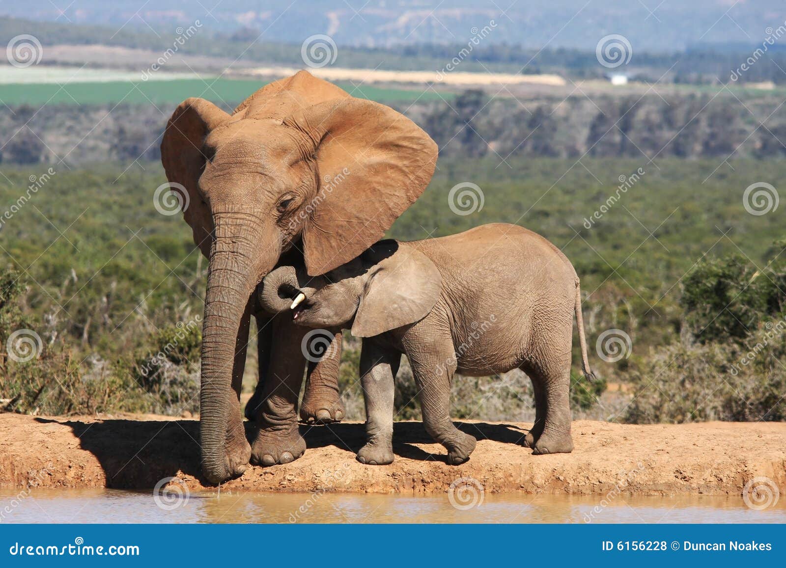 De Moeder En De Baby Van De Olifant Stock Foto - Image of slagtand ...