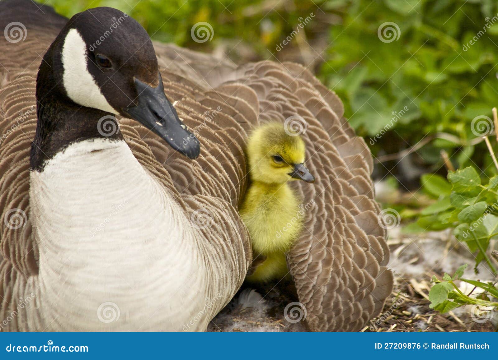 De Moeder En Het Gansje Van De Gans Van Canada Stock Foto - Image of ...