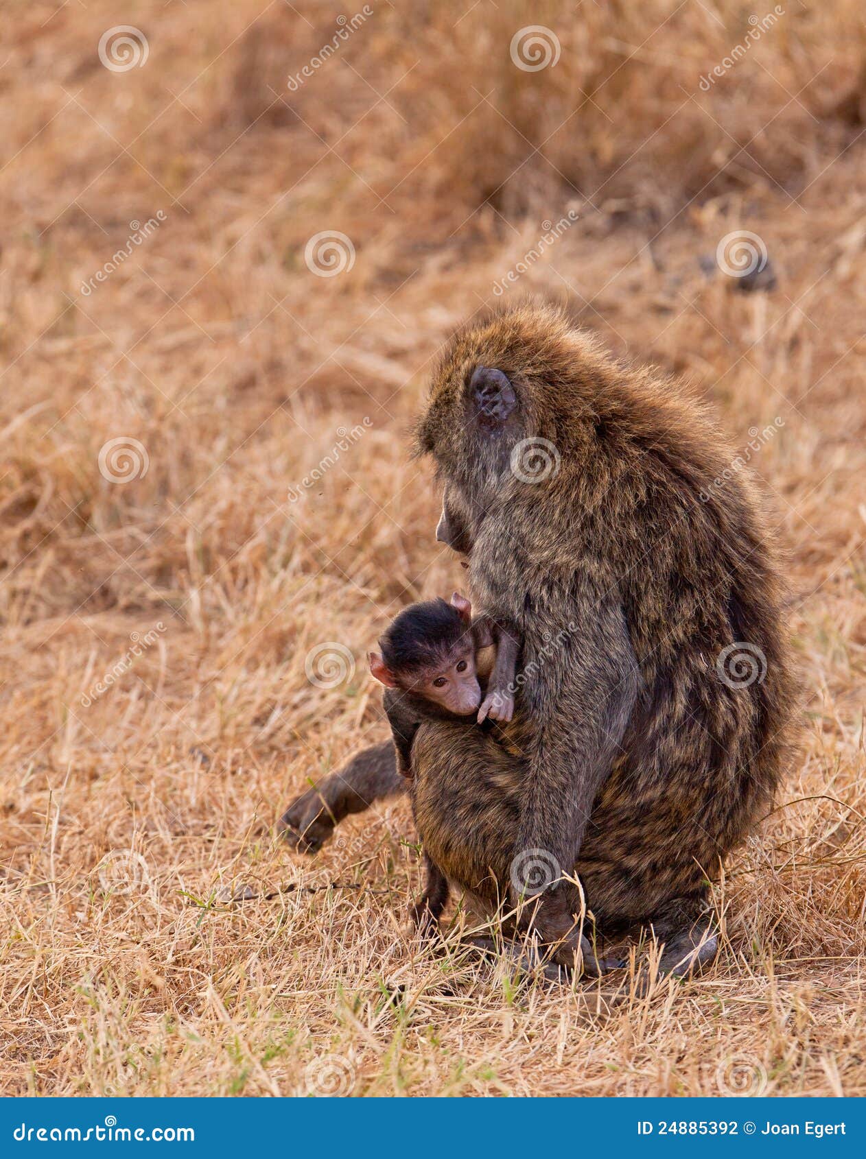 De Moeder Van De Baviaan Met Baby Stock Foto - Image of kenia ...