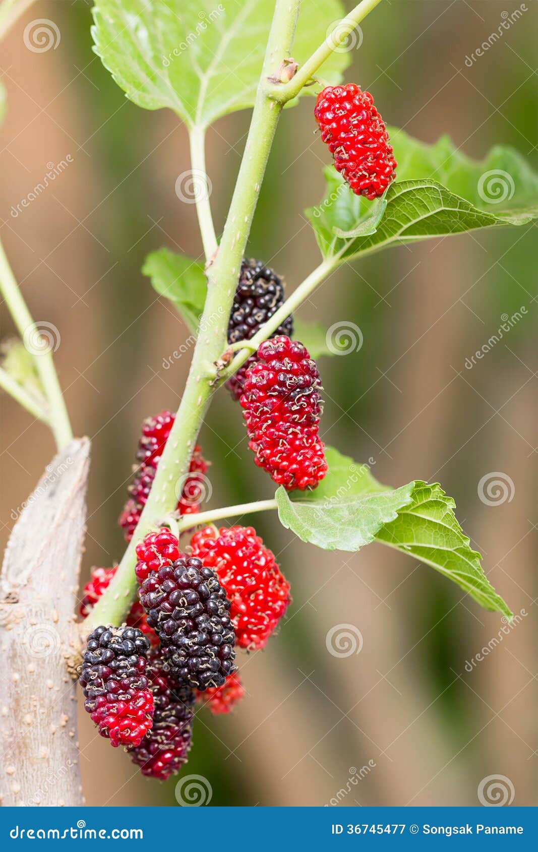 De Moerbeiboom Op Boom is Bessen in Aard Stock Afbeelding - Image of ...