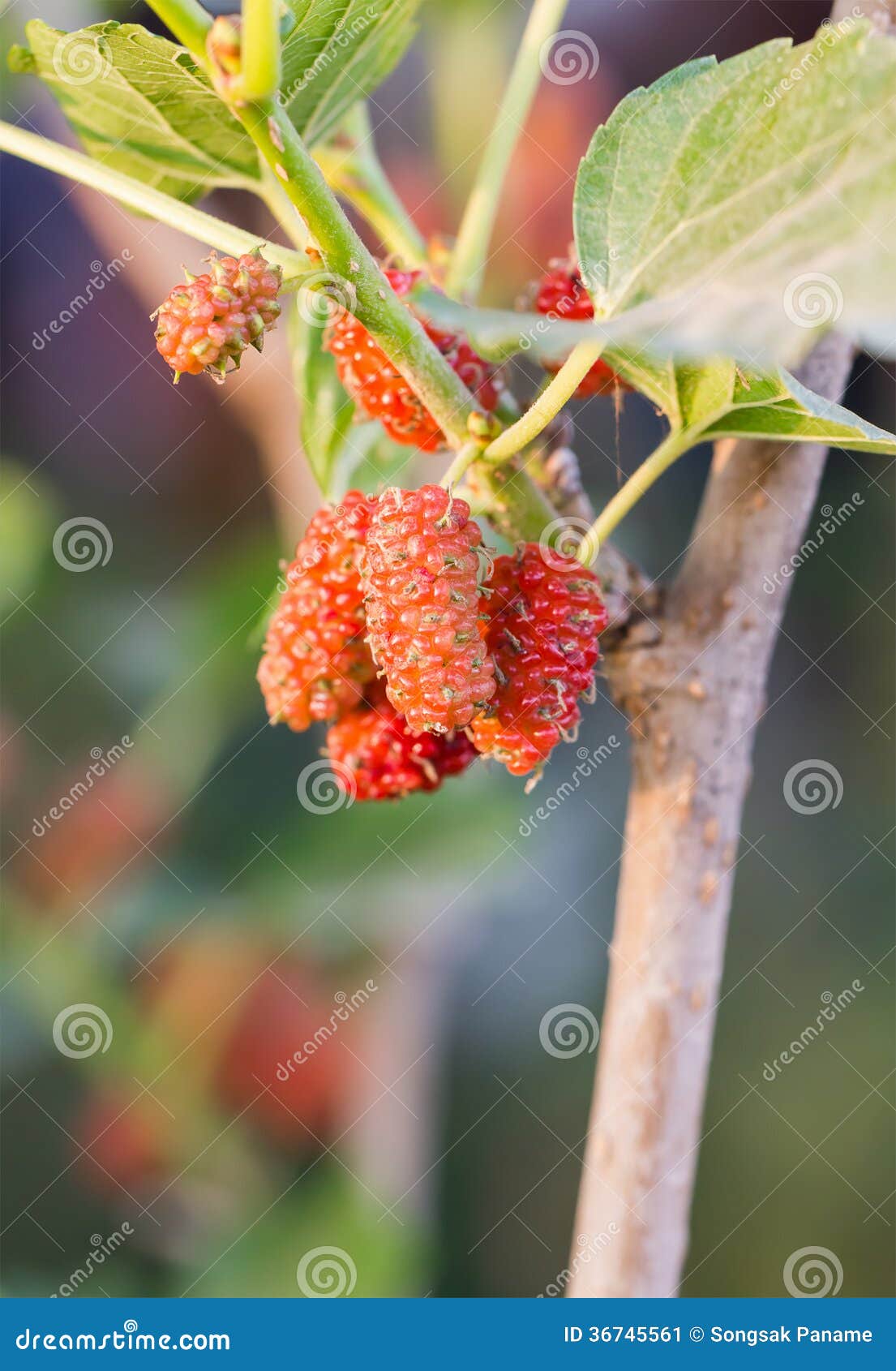 De Moerbeiboom Op Boom is Bessen in Aard Stock Afbeelding - Image of ...