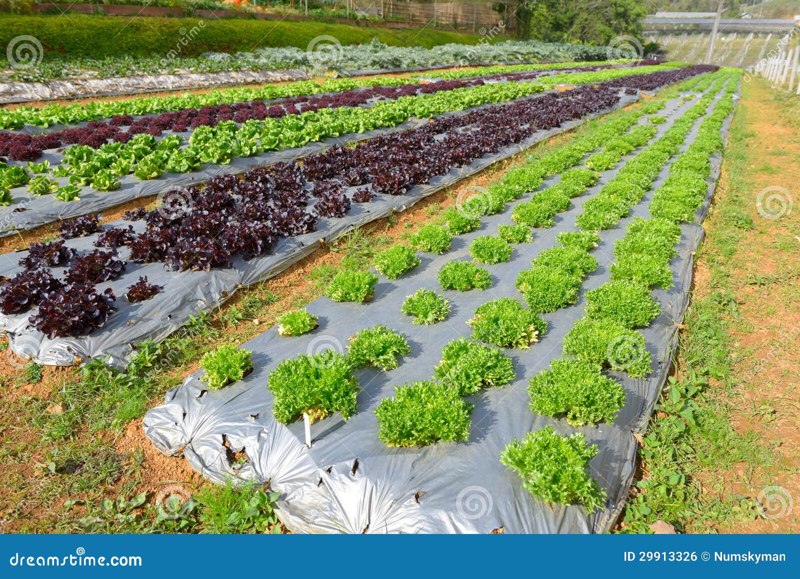 Moestuin stock foto. Image of tuinieren, plantaardig - 29913326