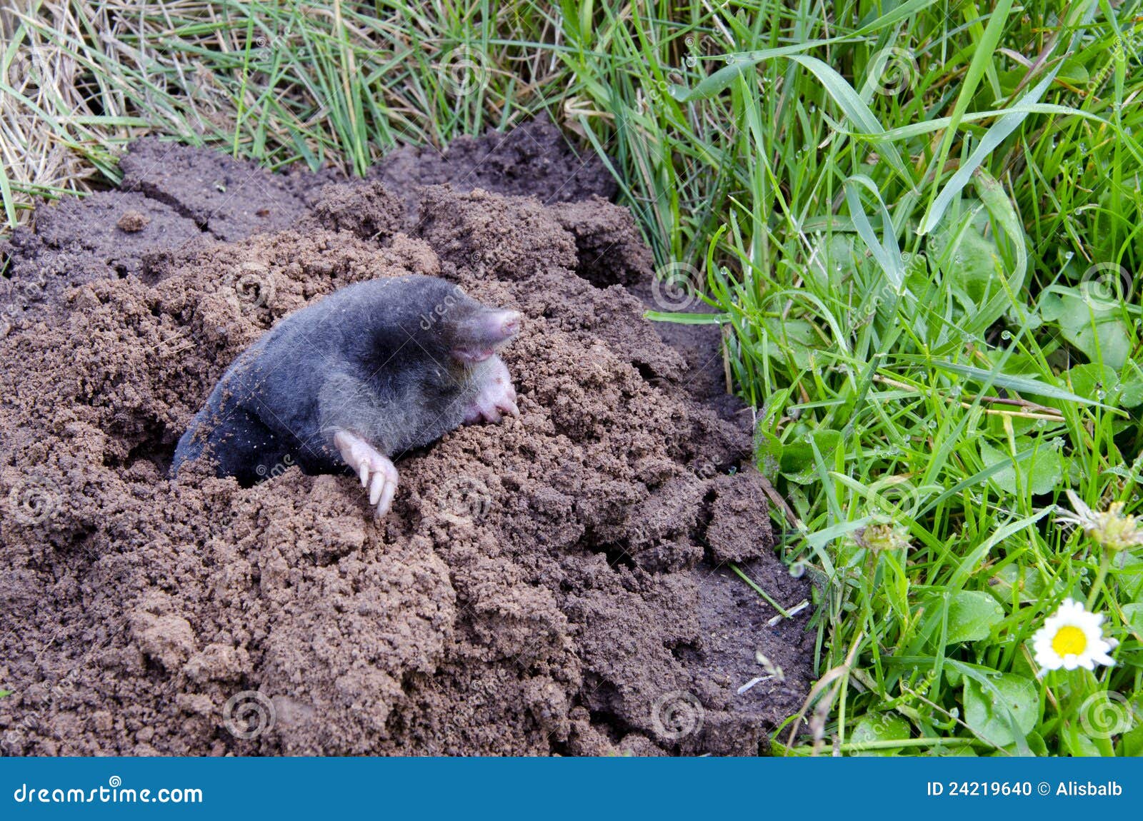 De Mol En De Molshoop Van Spirng Stock Foto - Image of lente, grond ...