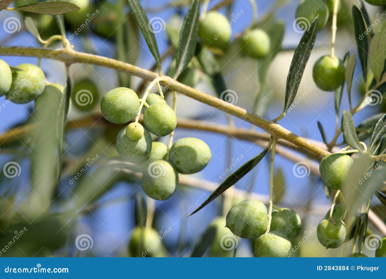 De Mollige Italiaanse Boom Van Olijven Stock Foto - Image of gezondheid ...