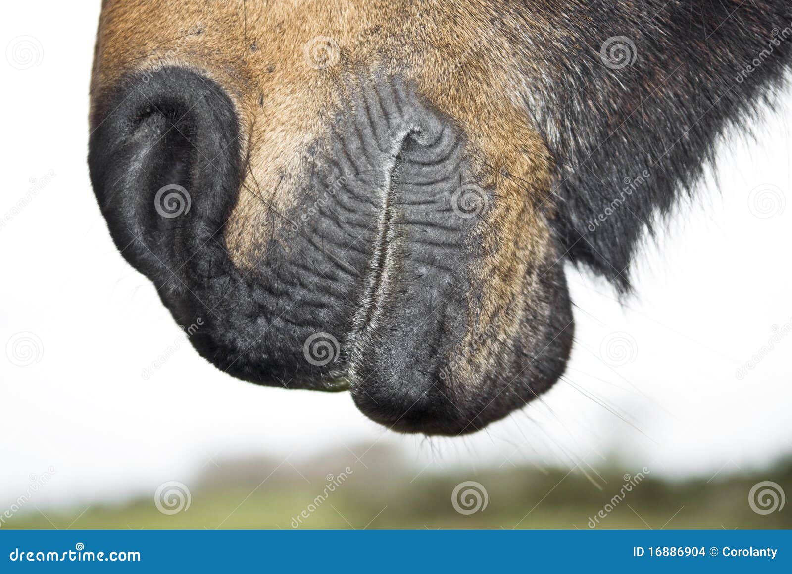 De Mond En De Neus Van Het Paard `s Stock Foto - Image of zoogdier ...
