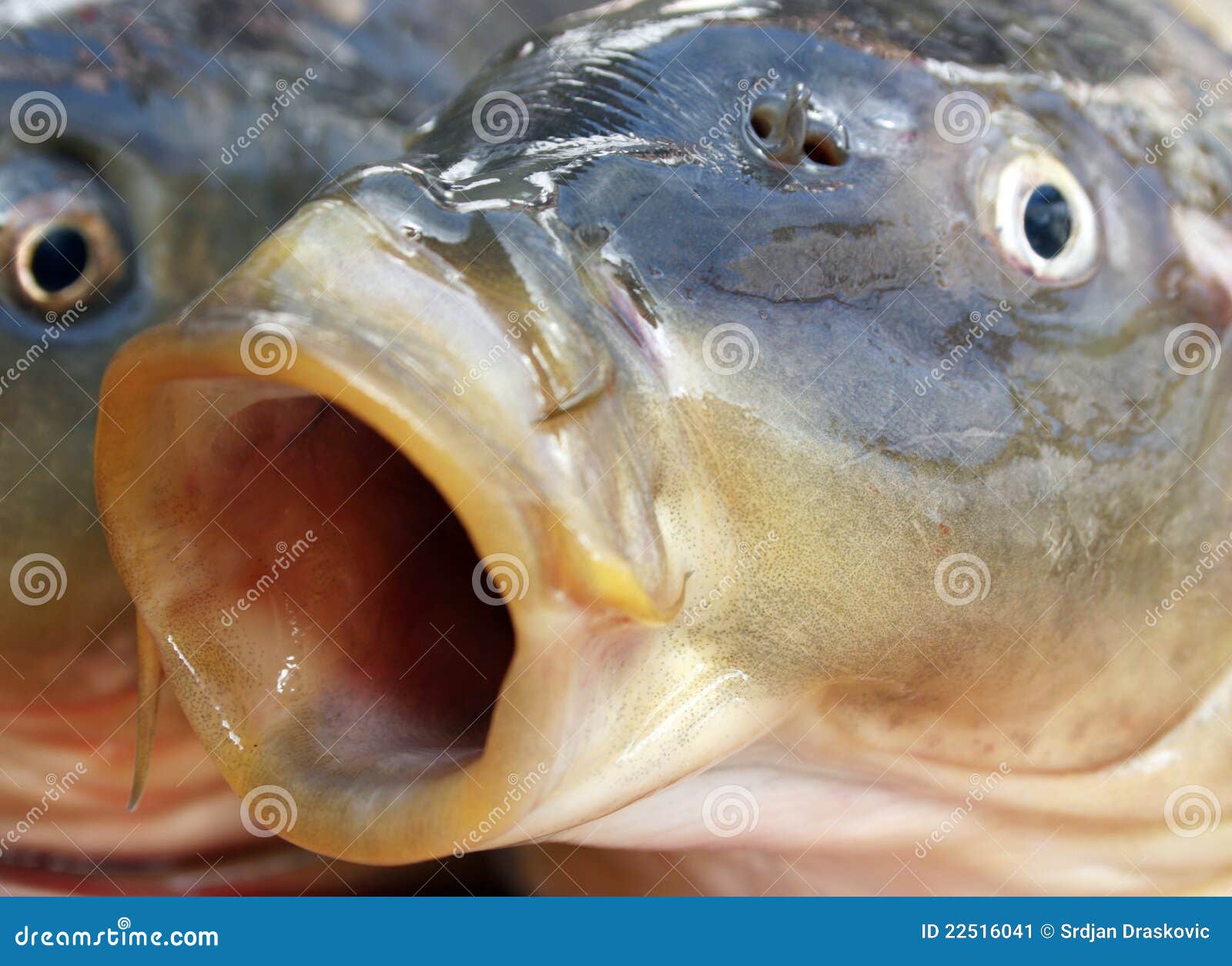 De mond van de karper stock afbeelding. Afbeelding bestaande uit ...