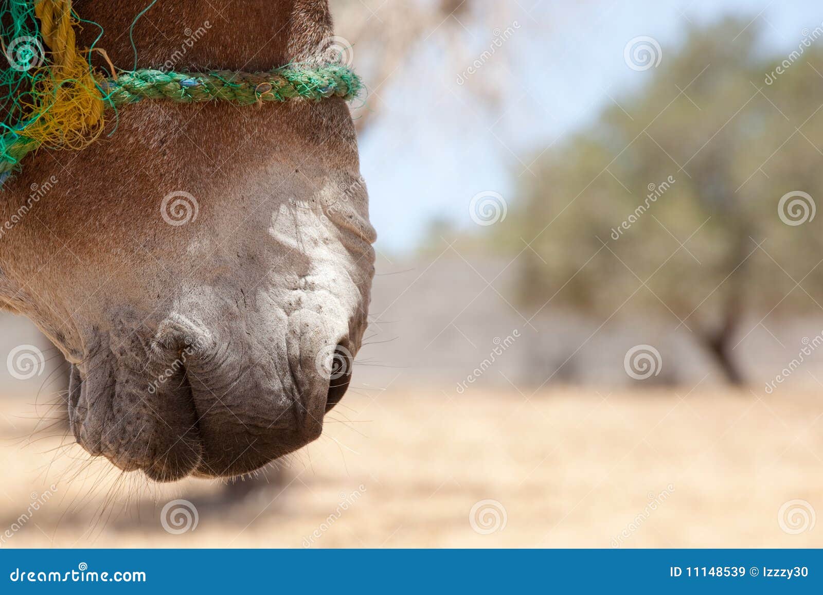 De mond van ezels stock afbeelding. Image of ezel, boom - 11148539