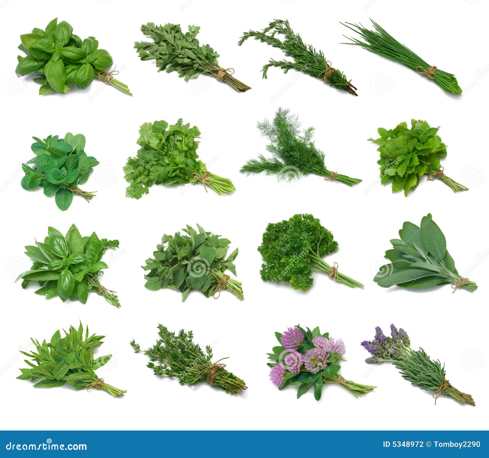 De Monstertrekker Van Het Kruid Stock Foto - Image of koriander ...