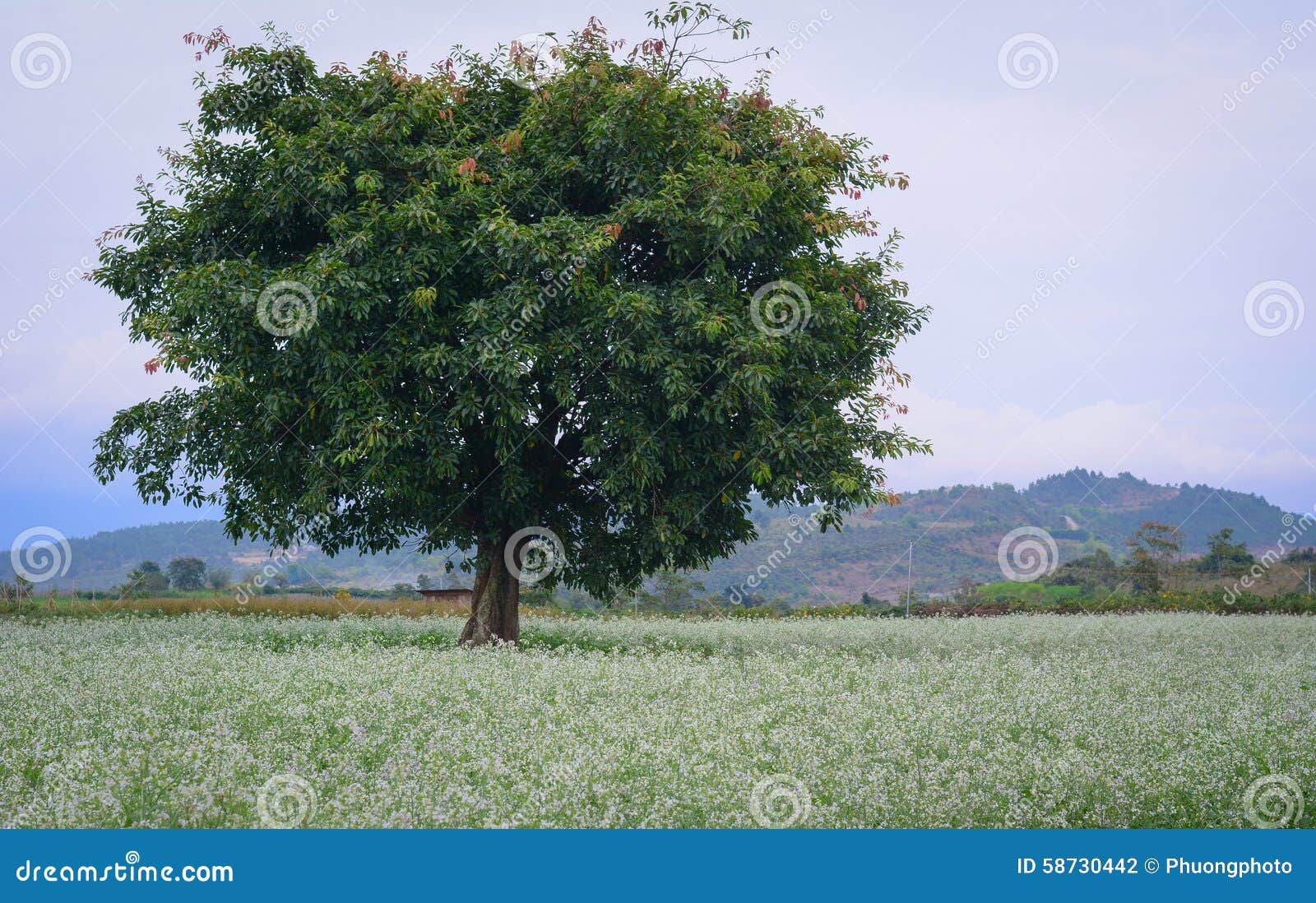De Mooie Gele Mosterd Bloeit Gebied Stock Foto - Image of ...
