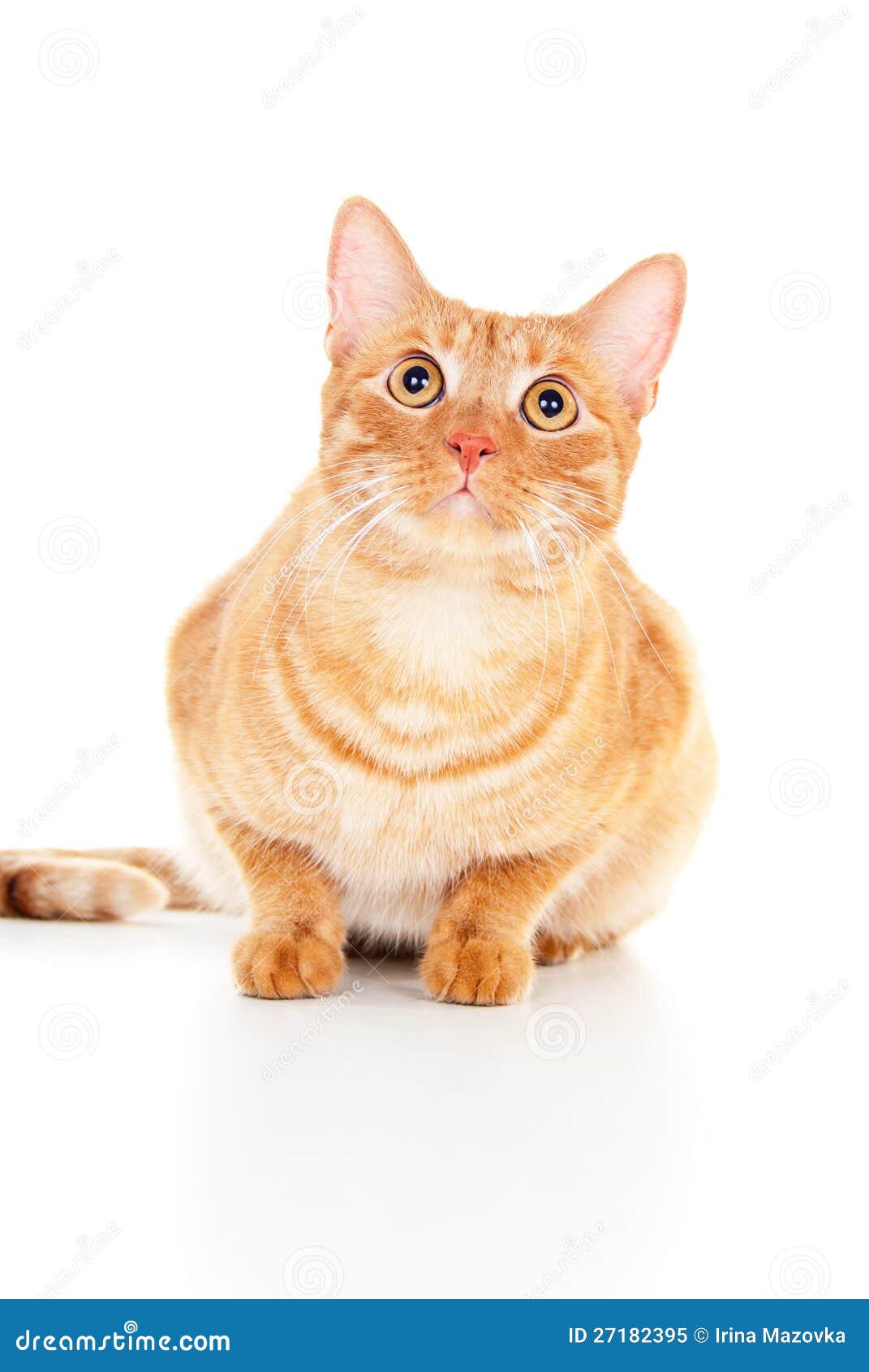 De mooie rode kat zit stock afbeelding. Image of kijk - 27182395