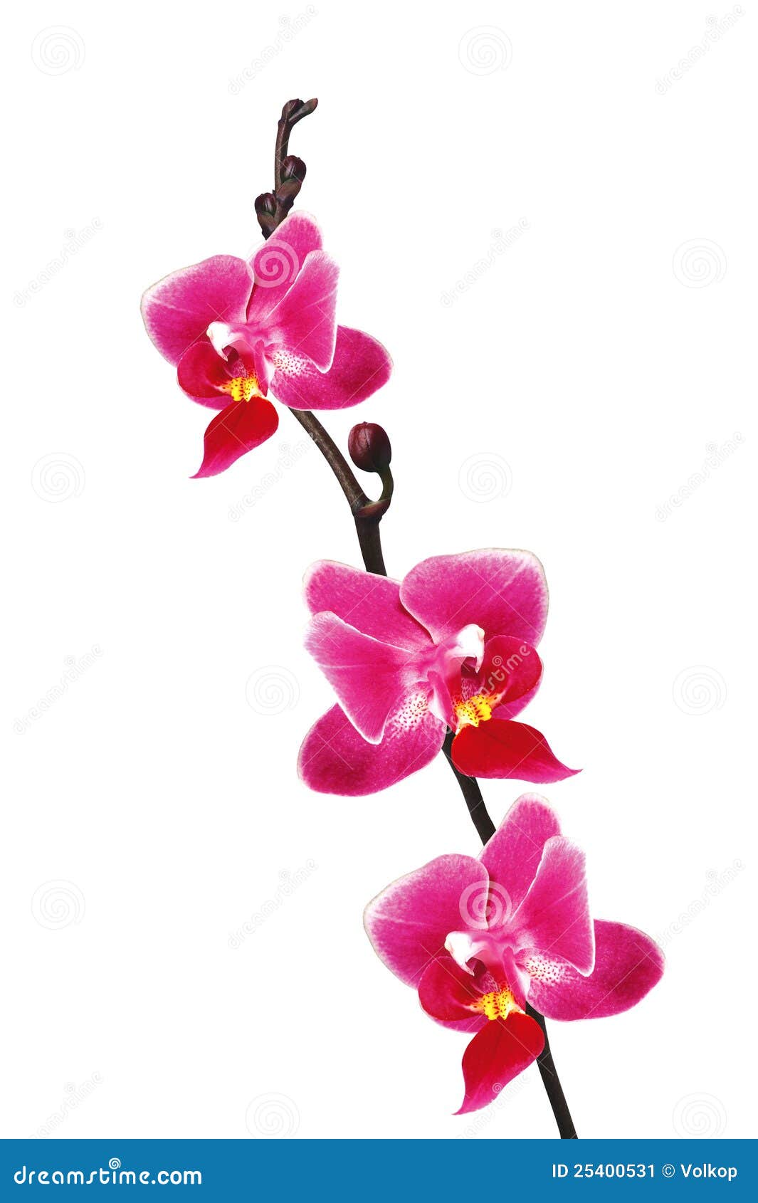 De Mooie Roze Orchidee Van De Bloem - Phalaenopsis Stock Afbeelding ...
