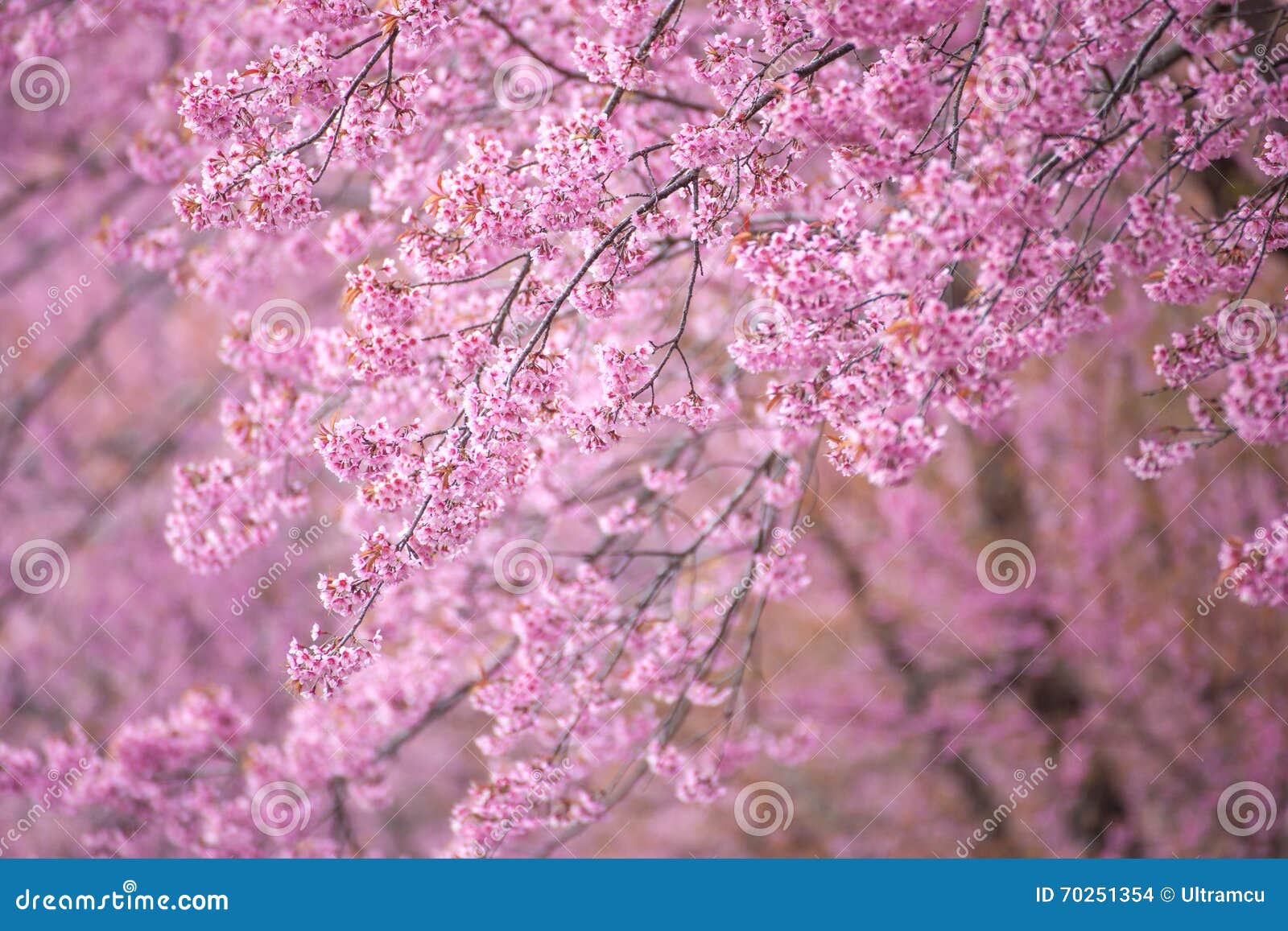 De mooie Roze Sakura-boom stock foto. Image of bloem - 70251354