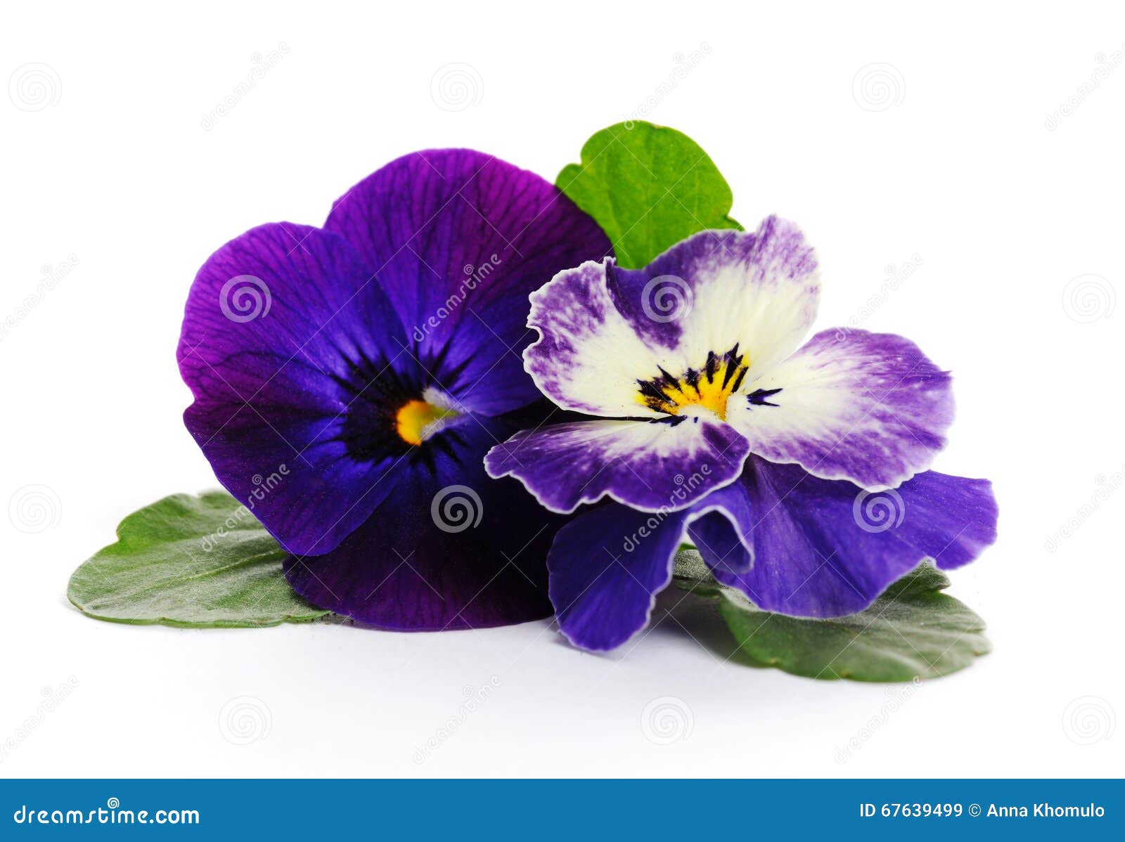 De Mooie Viooltjes Sluiten Omhoog Stock Afbeelding - Image of blauw ...