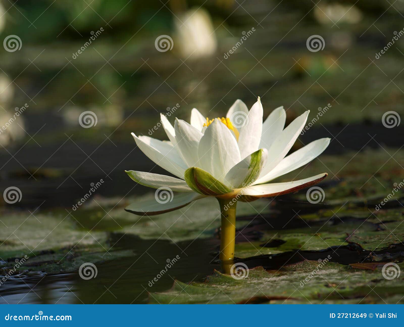 De Mooie Witte Bloem Van Lotus Stock Afbeelding - Image of bezinning ...