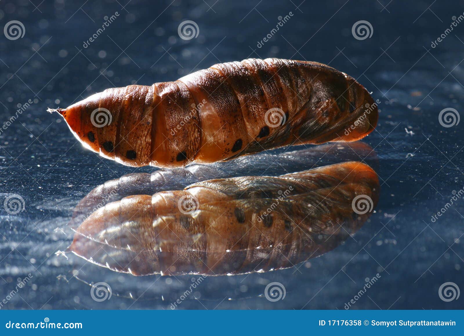 De mot van de cocon stock foto. Image of sluit, cocon - 17176358