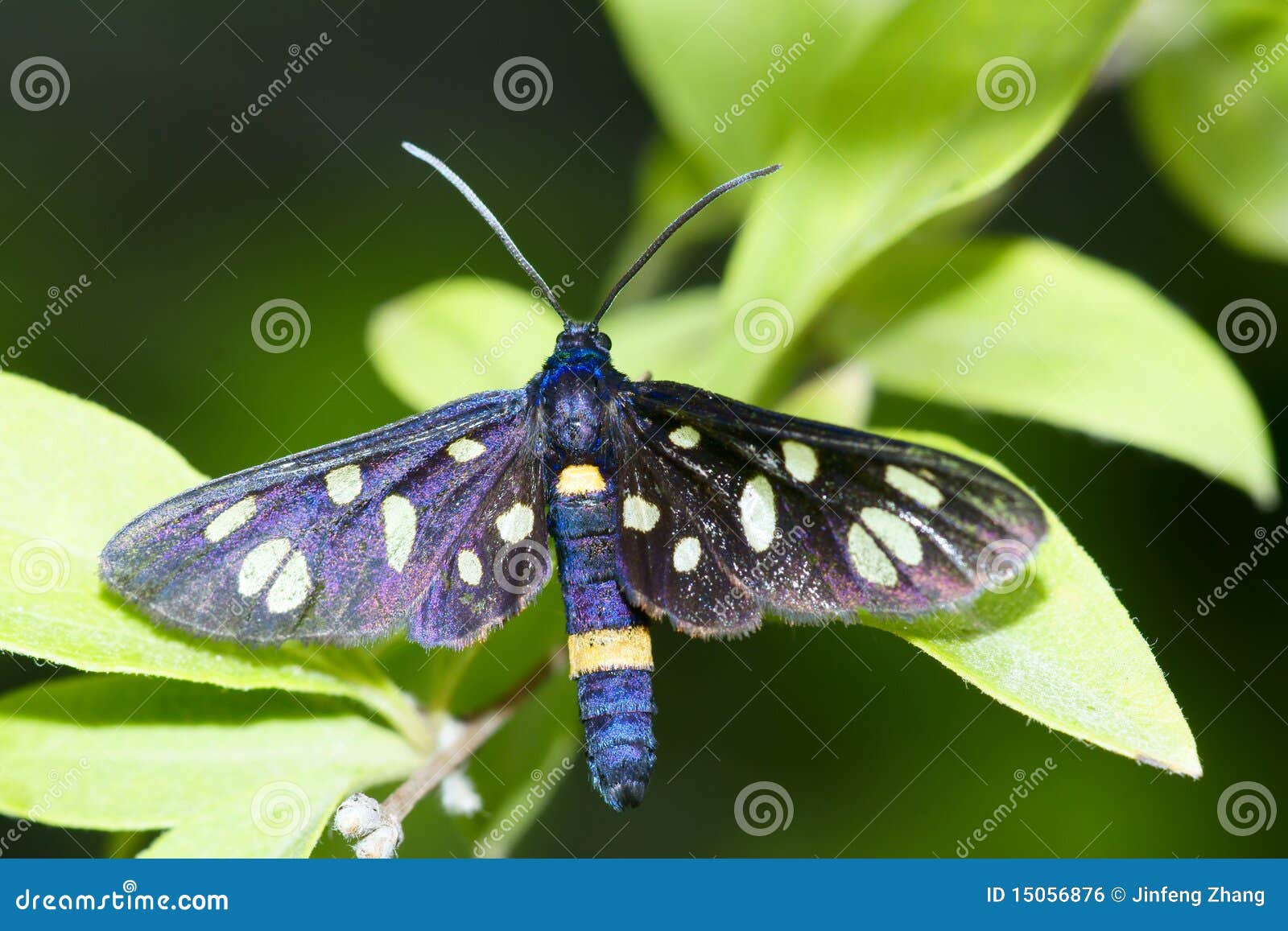 De mot van de vlek stock foto. Image of groen, voeler - 15056876