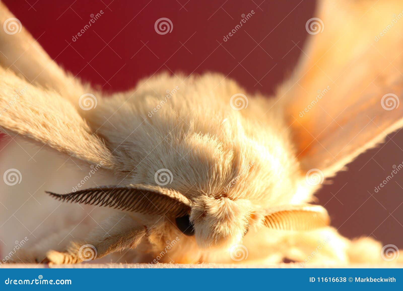 De mot van de zijde stock foto. Image of gevoelig, pluizig - 11616638